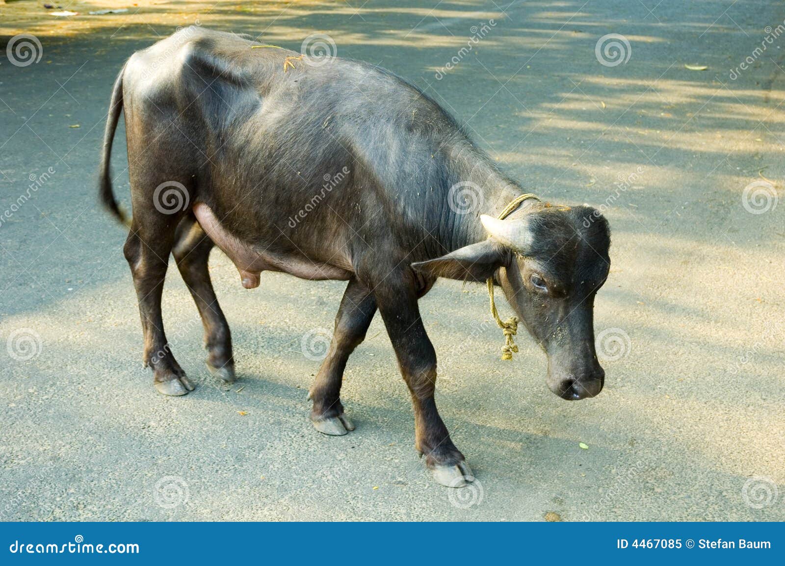 India buffalo stock image. Image of mammal, herd, nature - 4467085