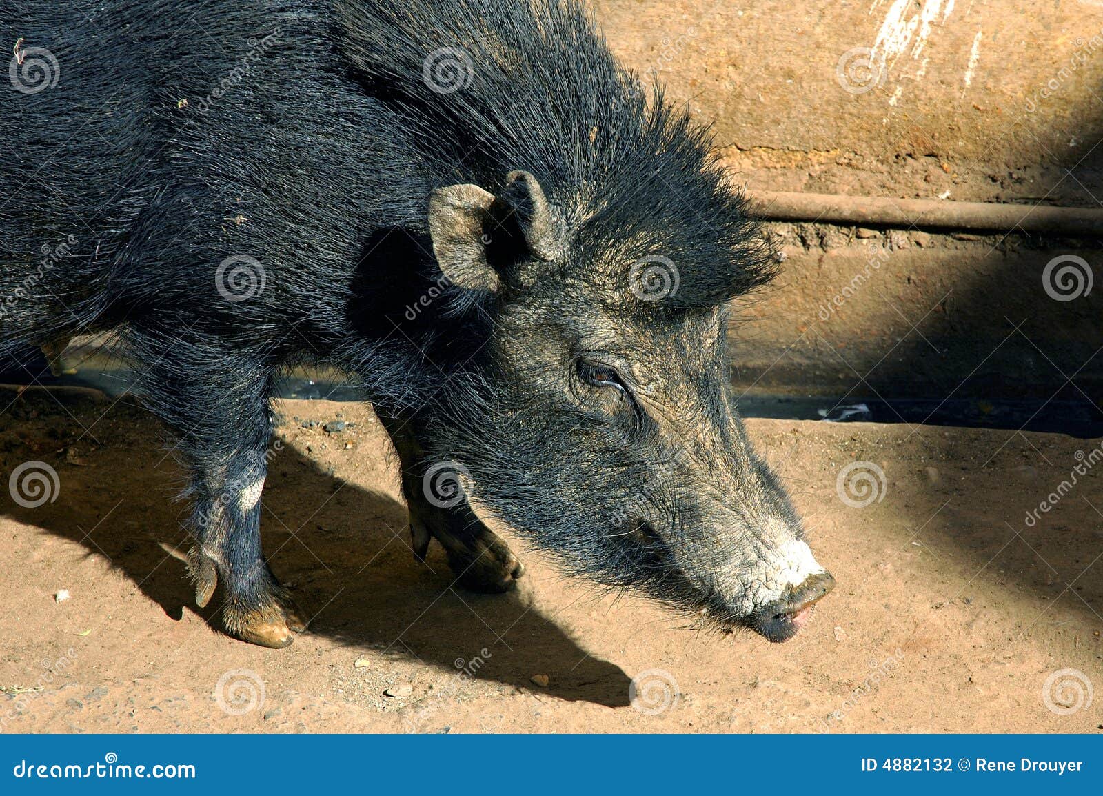 India, Bundi: wild boar stock photo. Image of churching - 4882132