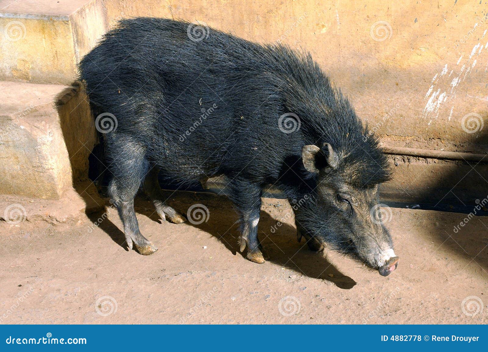 India, Bundi: wild boar stock photo. Image of boar, city - 4882778