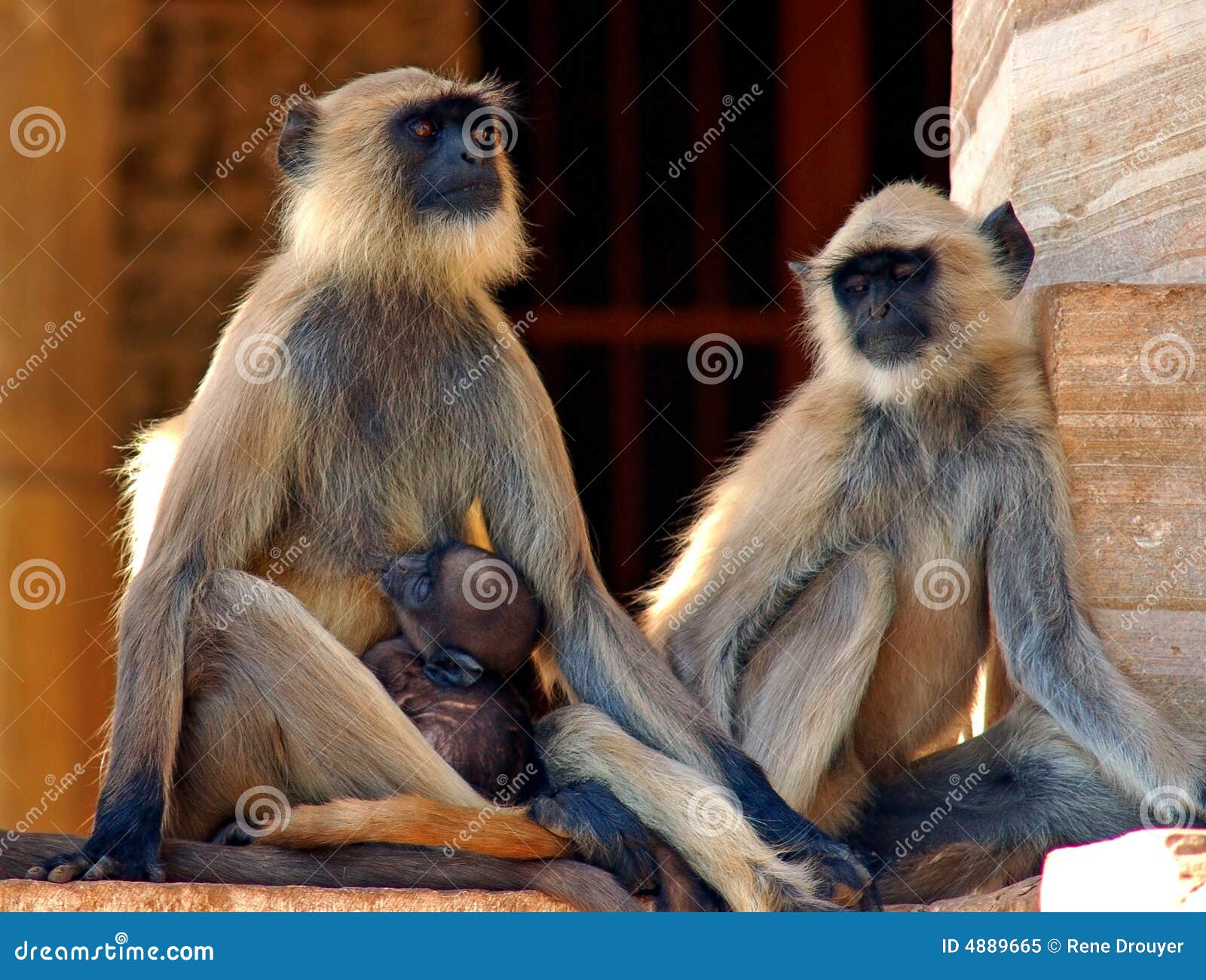 India, Chittorgarh: Monkeys Stock Image - Image of couple, asia: 4889665