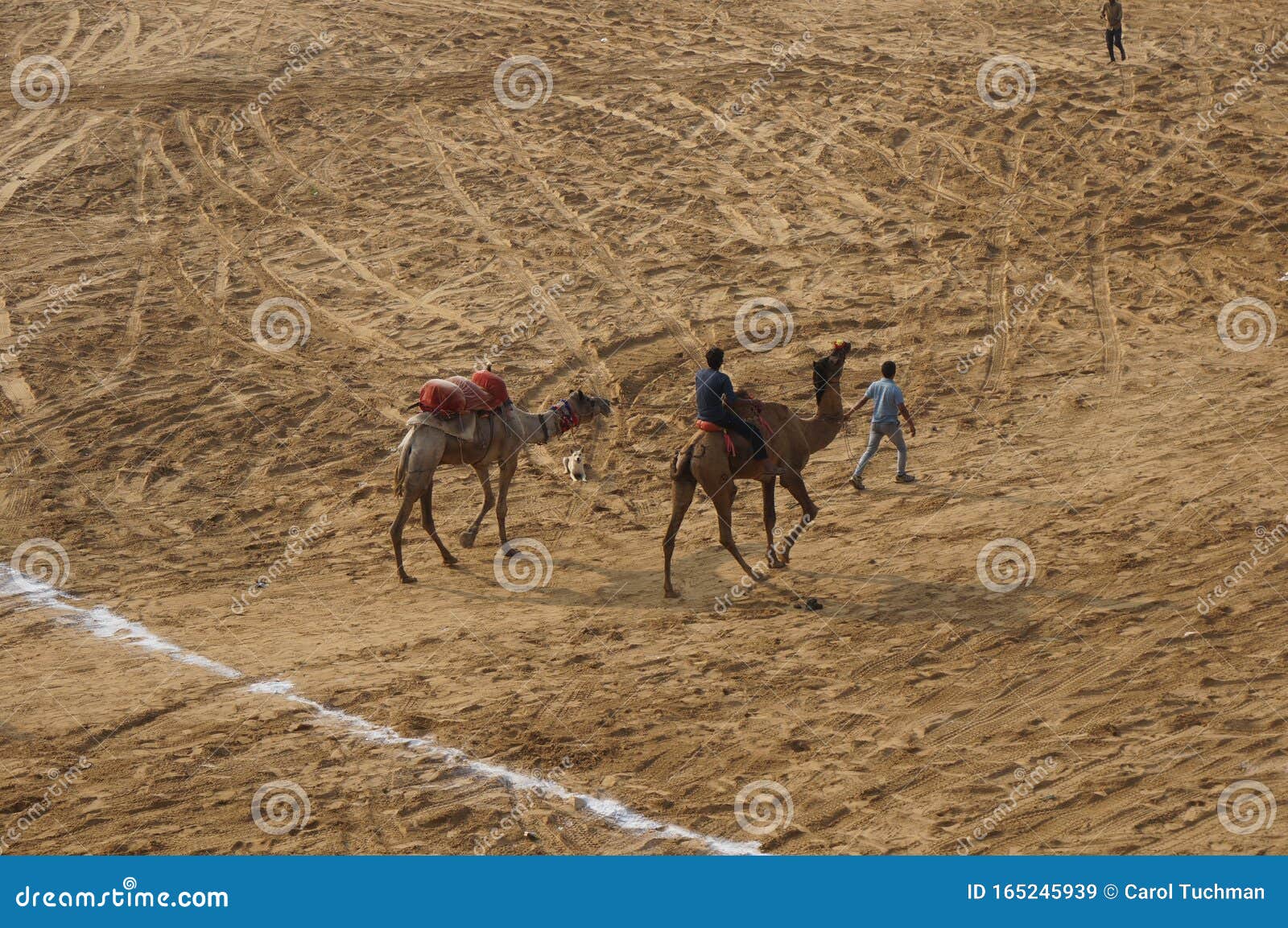 INDIA FAIR CAMEL RACES editorial stock image. Image of domestic - 165245939