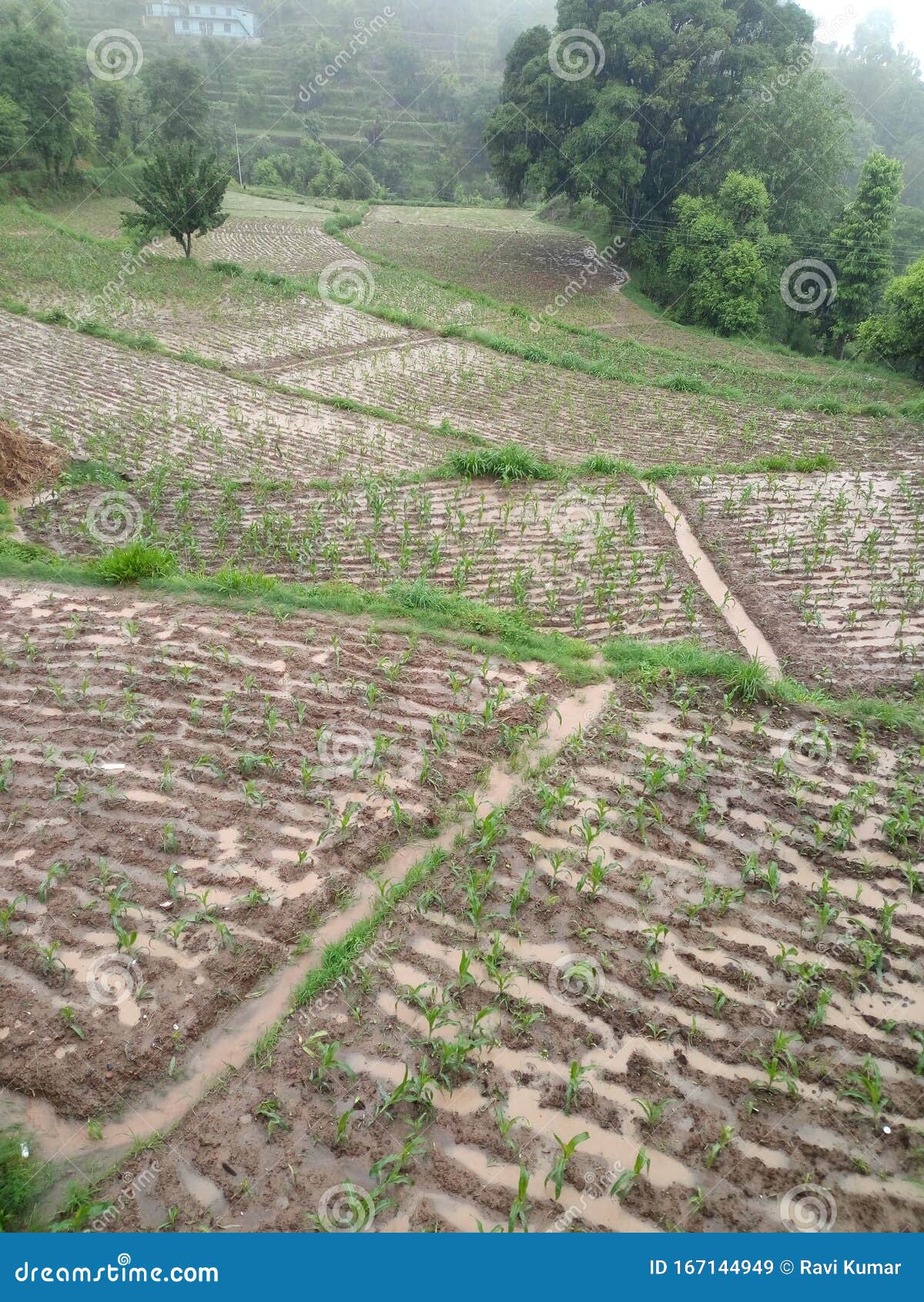 Pic for India Farming Stap To Step Farming Stock Image - Image of india ...