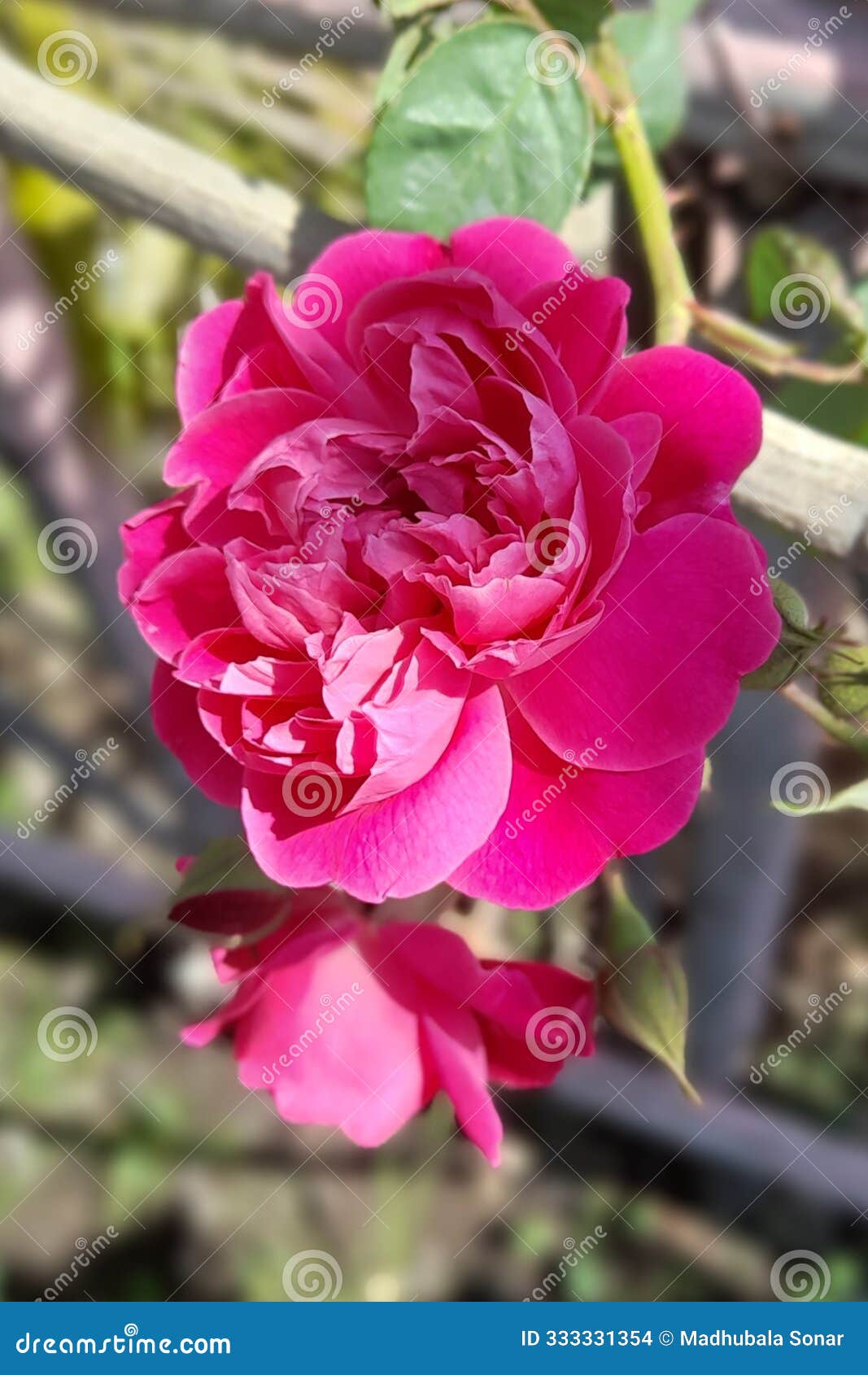 India flowers gulab stock photo. Image of flowers, rose - 333331354