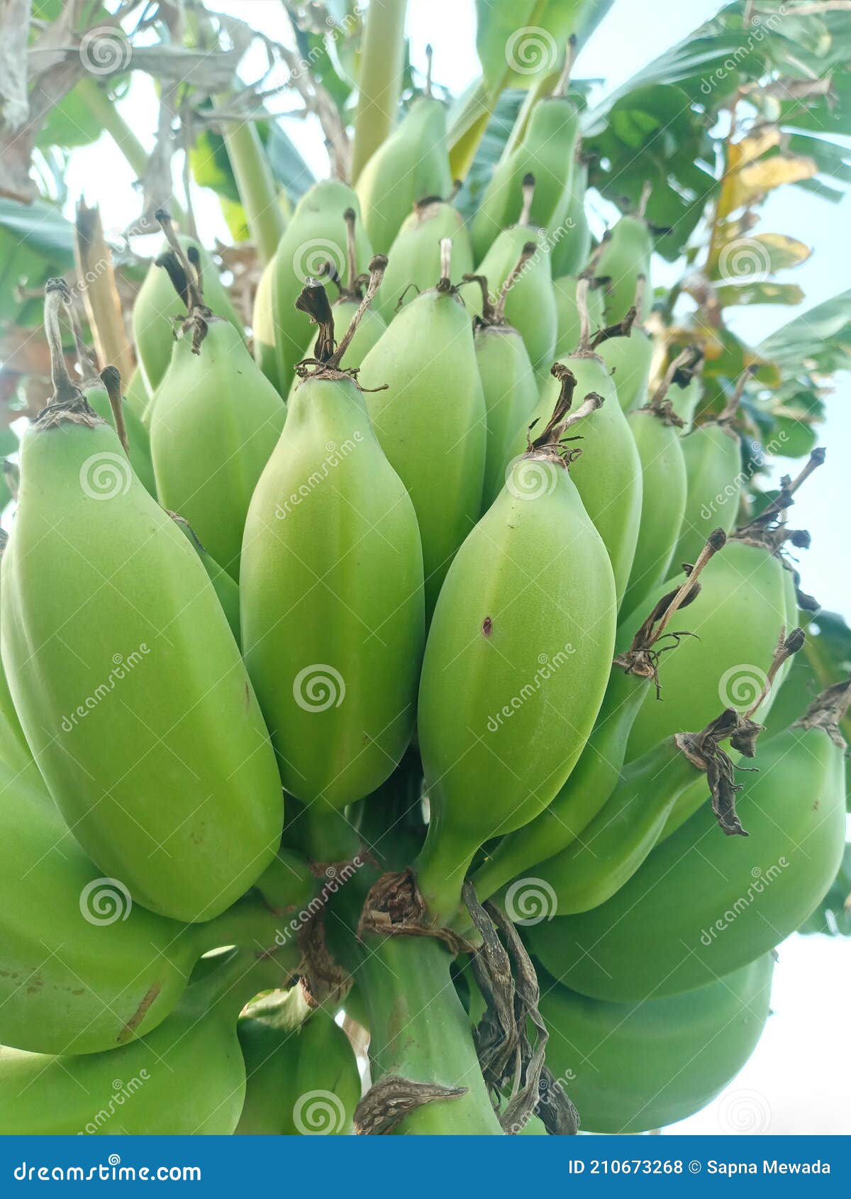 India fruit banana . stock photo. Image of bananas, banana - 210673268