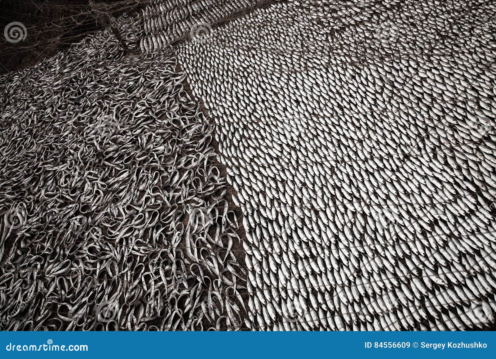 India Goa Fish stock image. Image of monochrome, conger - 84556609