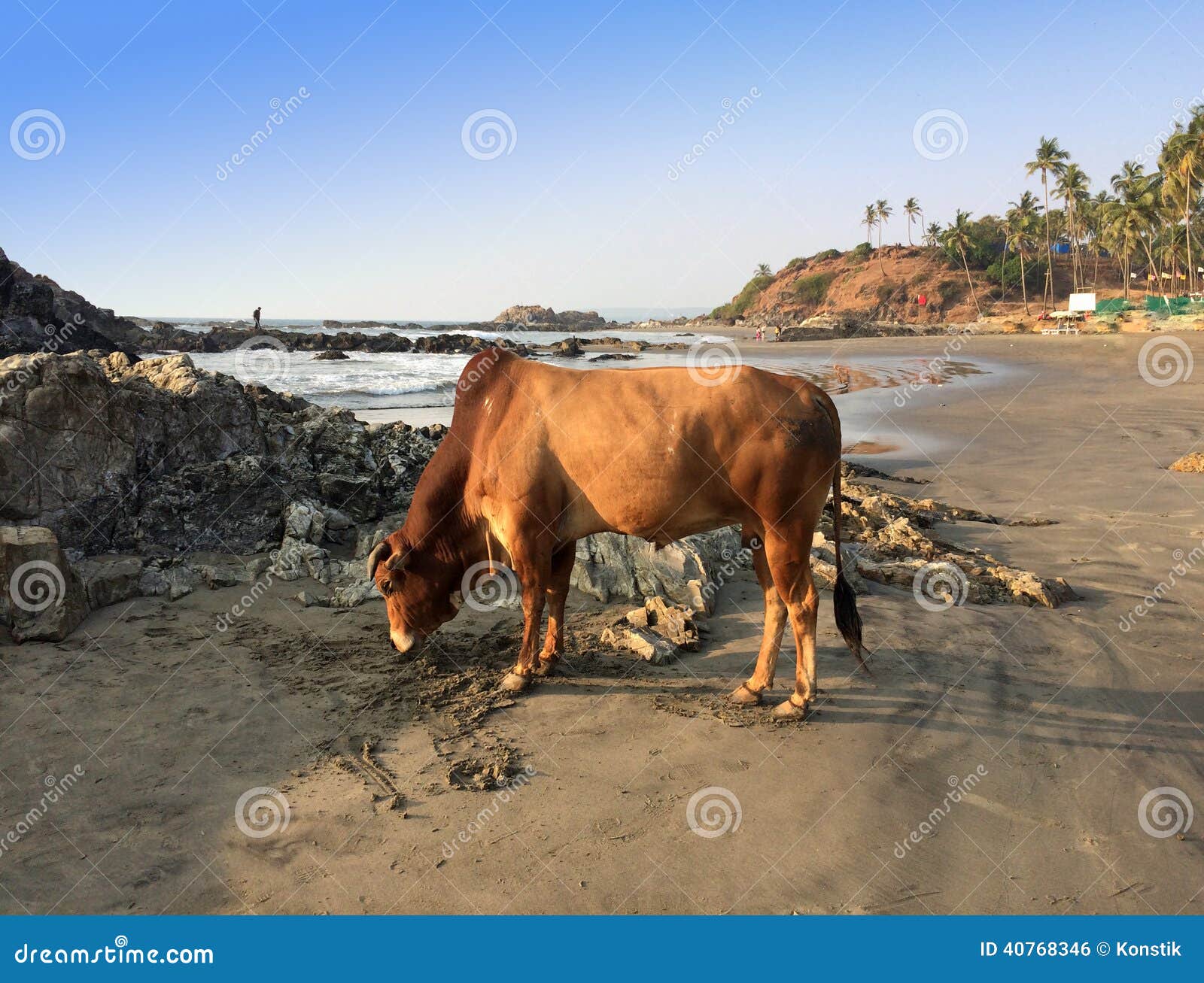 India. Goa. Sacred Cow on a Beach Stock Photo - Image of mammal, animal ...