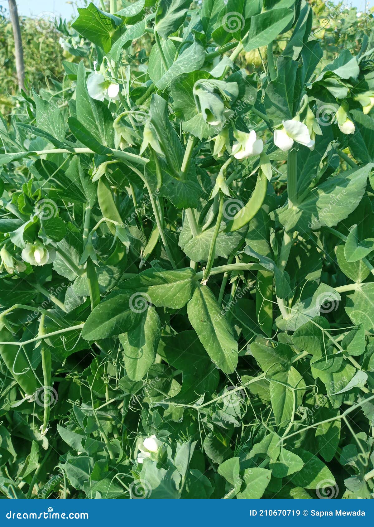 India Green matar stock image. Image of india, white - 210670719