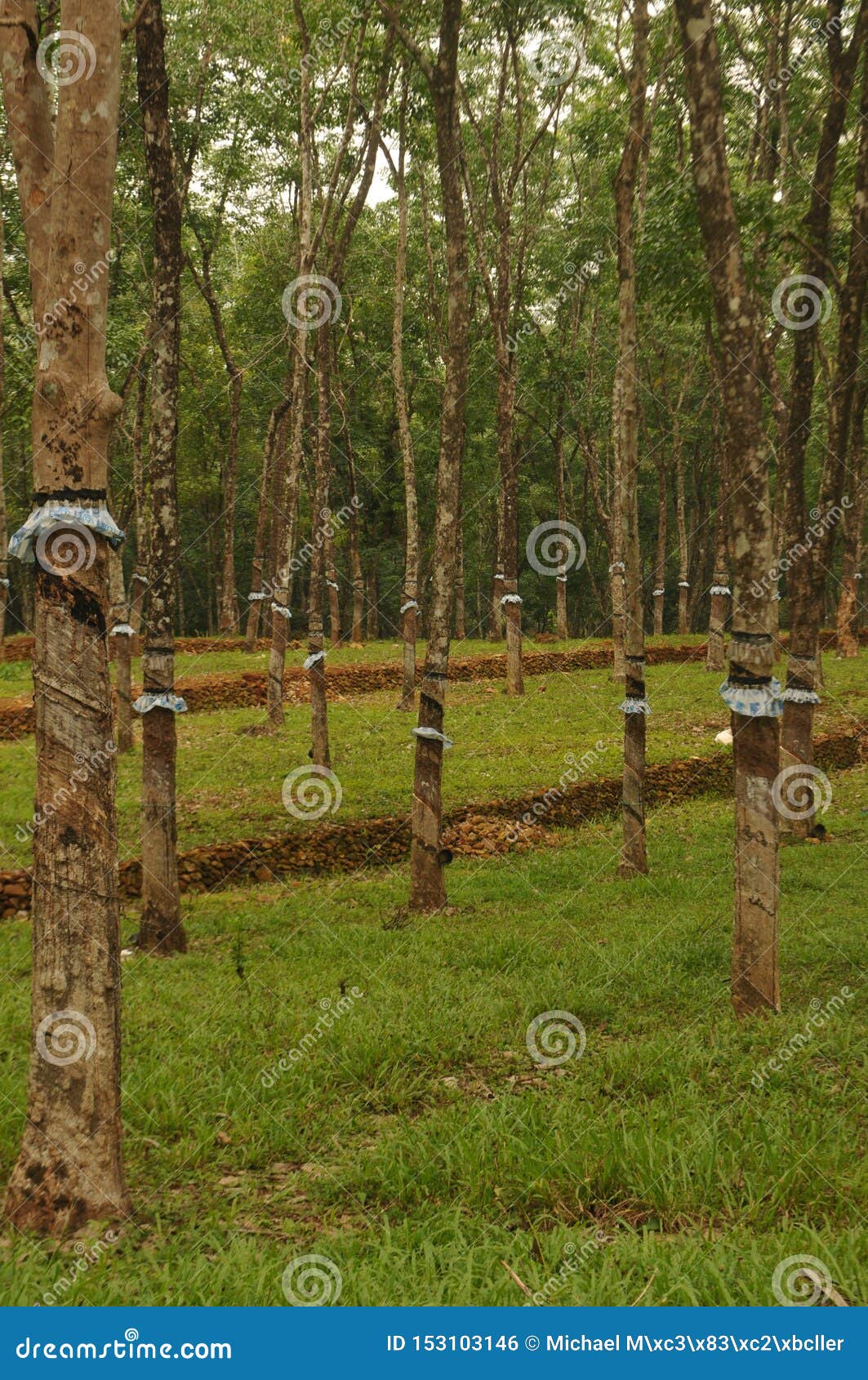India: a Gum Tree Plantation in Kerala Stock Photo - Image of kerala ...