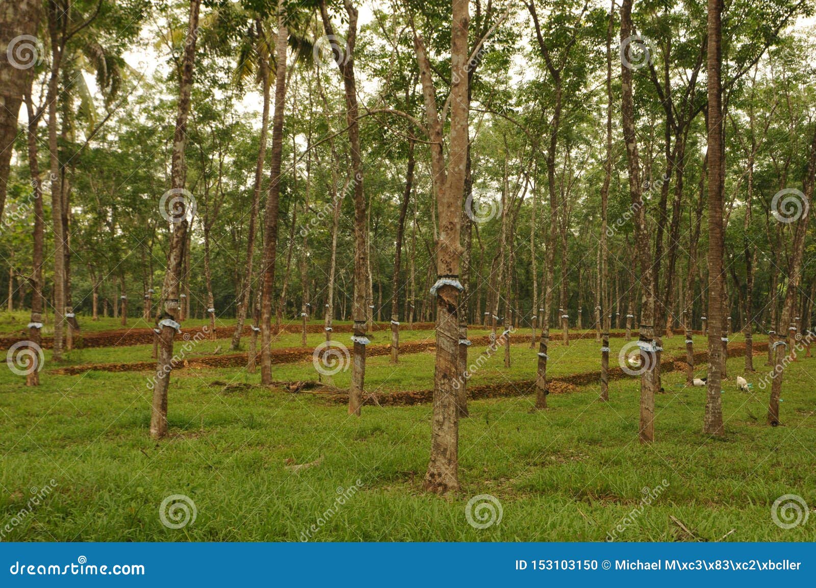 India: a Gum Tree Plantation in Kerala Stock Photo - Image of kerala ...