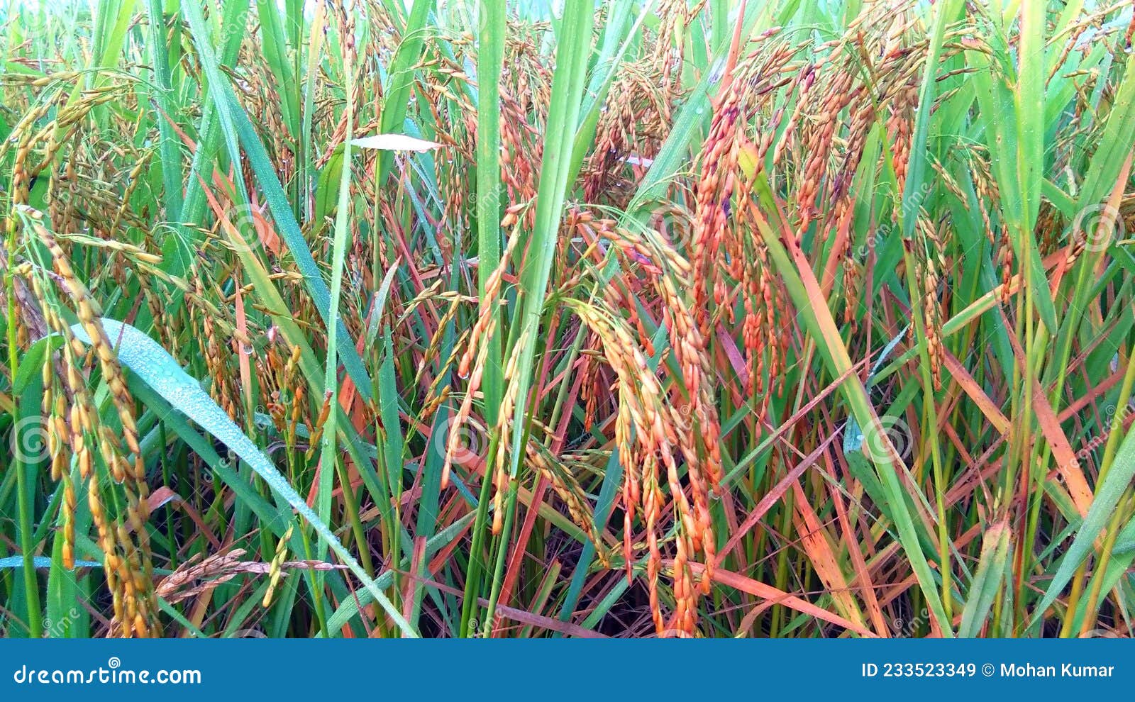 Indian Paddy Field with Unripe Rice Stock Stock Image - Image of ...