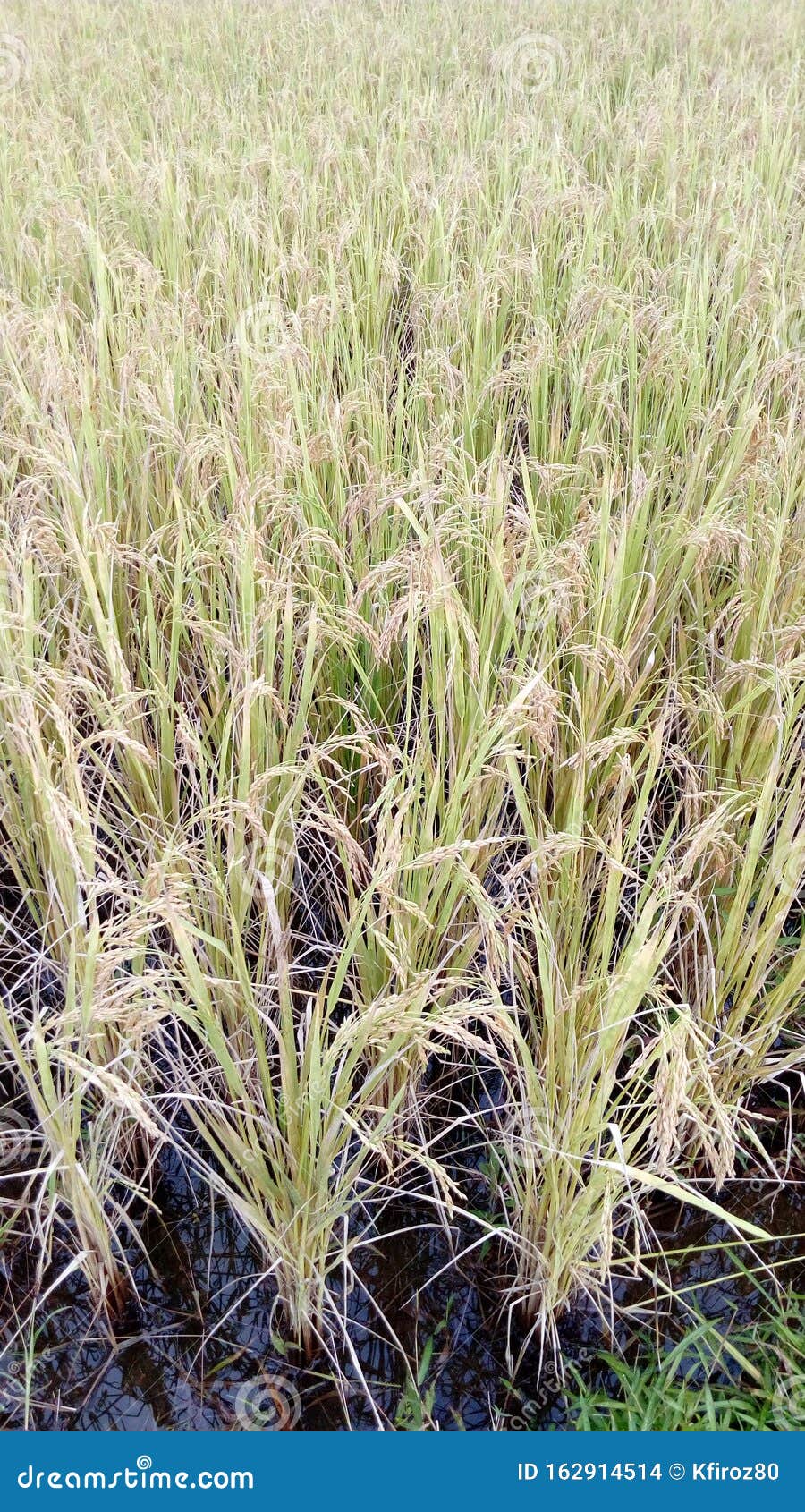 PADDY RICE of INDIAN VILLAGE Stock Photo - Image of benefits, health ...