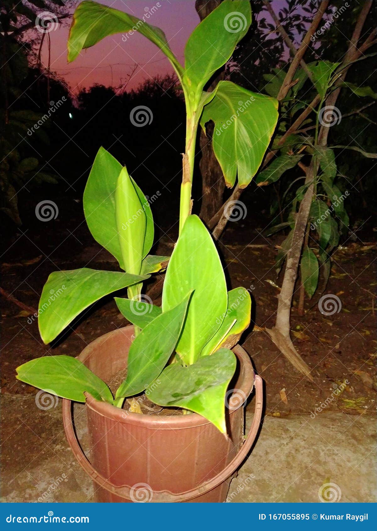India Home gray plant nice stock image. Image of plant - 167055895
