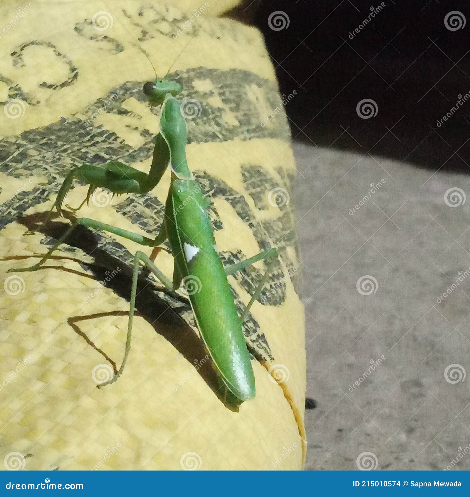 India Insect Grasshopper stock photo. Image of grasshopper - 215010574