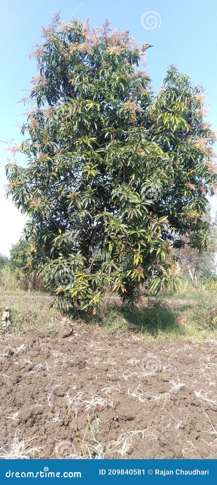 Indian a Mango Tree in the Field Editorial Photo - Image of mango ...
