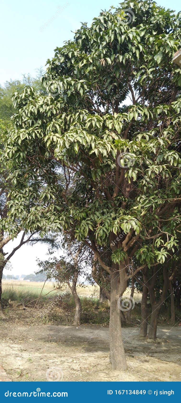 India in Mango Tree Sky Look India Bless the Tree Stock Image - Image ...