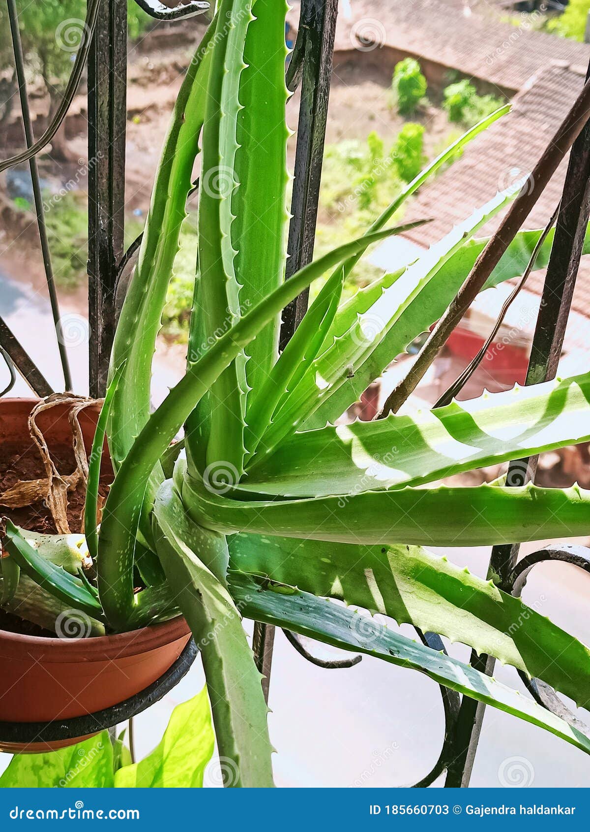 India Medicinal Use Aloe Vera Stock Image - Image of medicinal, aloe ...