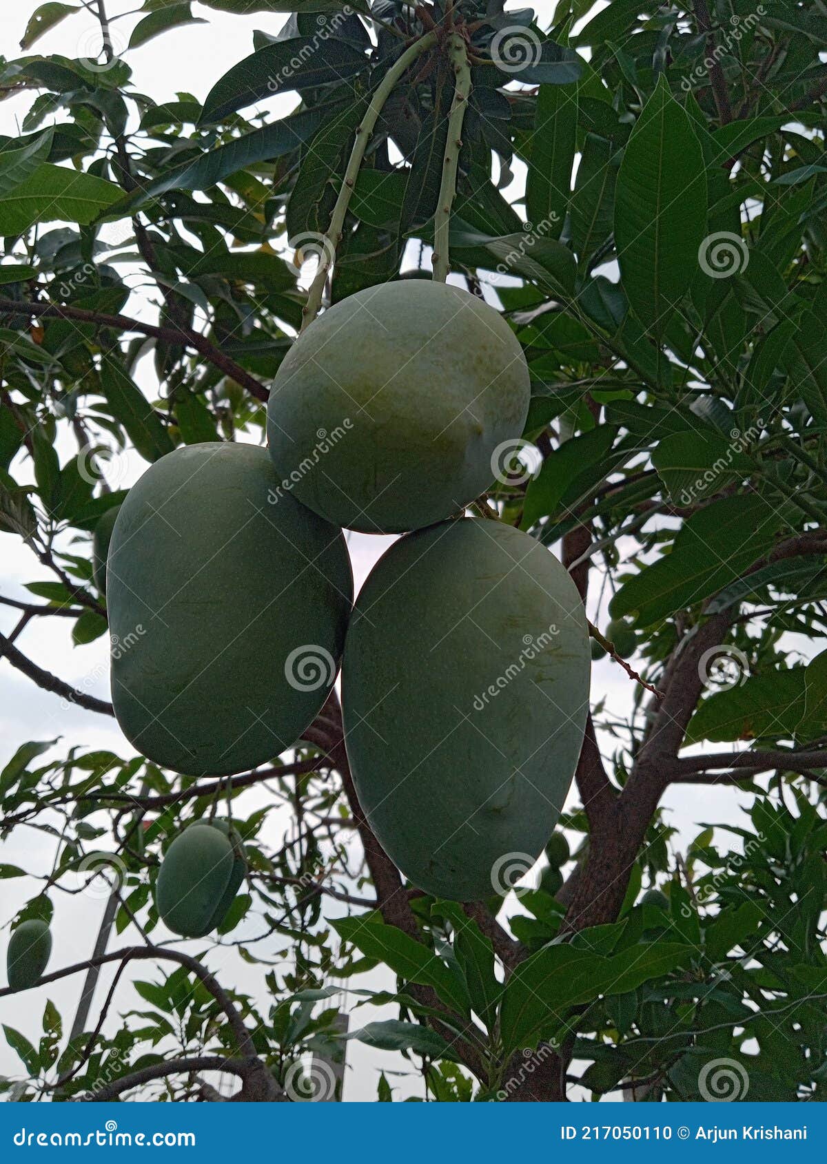 India mongo tree stock photo. Image of branch, green - 217050110