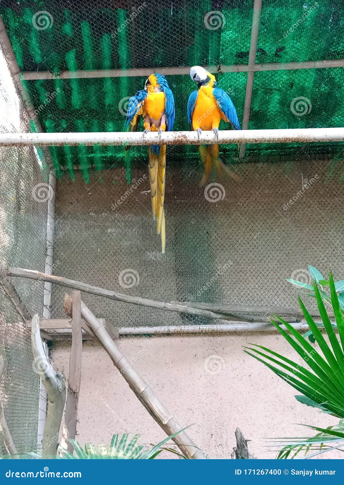 In India New Delhi Zoo Parrot Stock Photo - Image of india, delhi ...