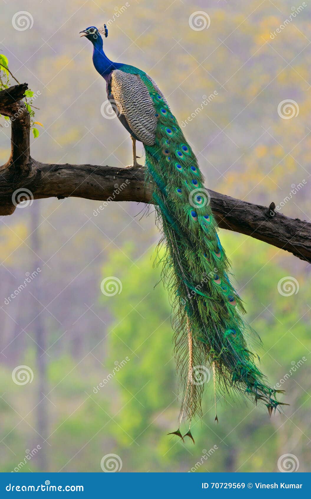 India peafowl stock image. Image of impress, cristatus - 70729569
