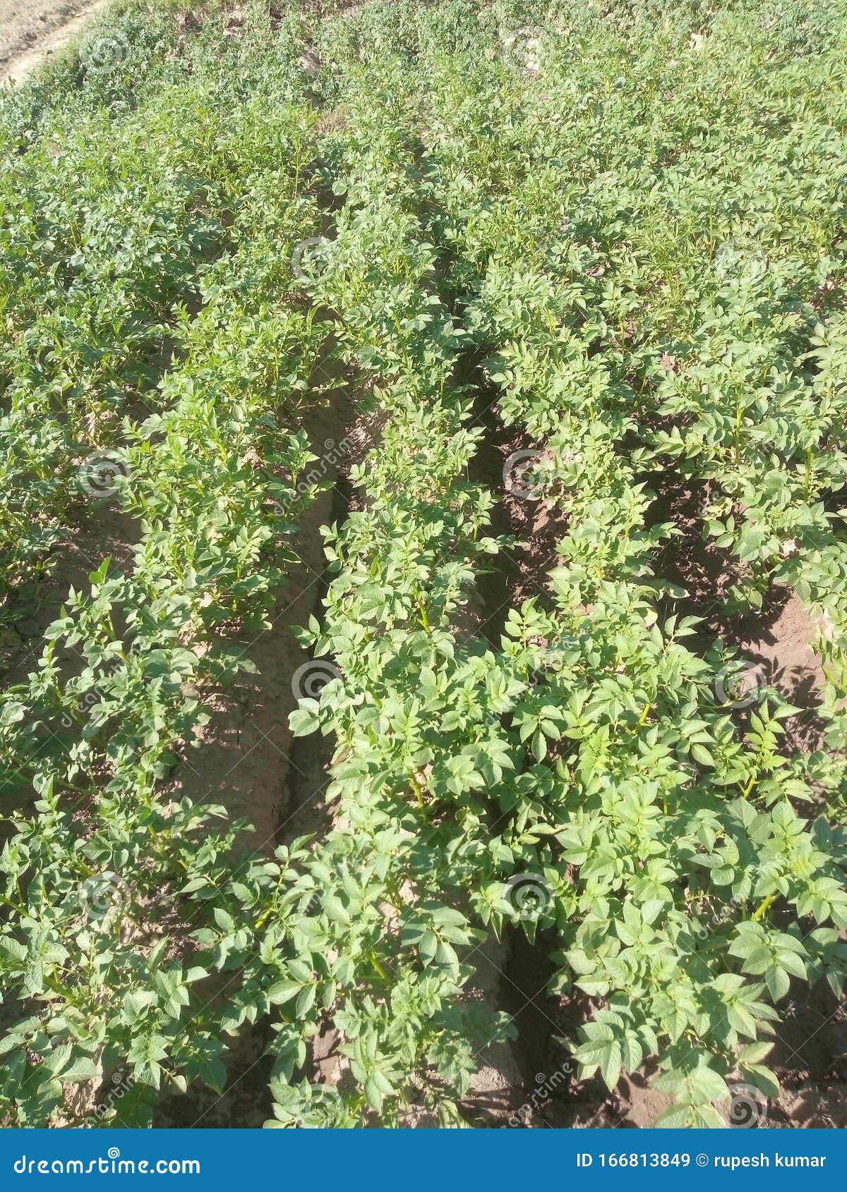 Indian potato plant field stock image. Image of farming - 166813849