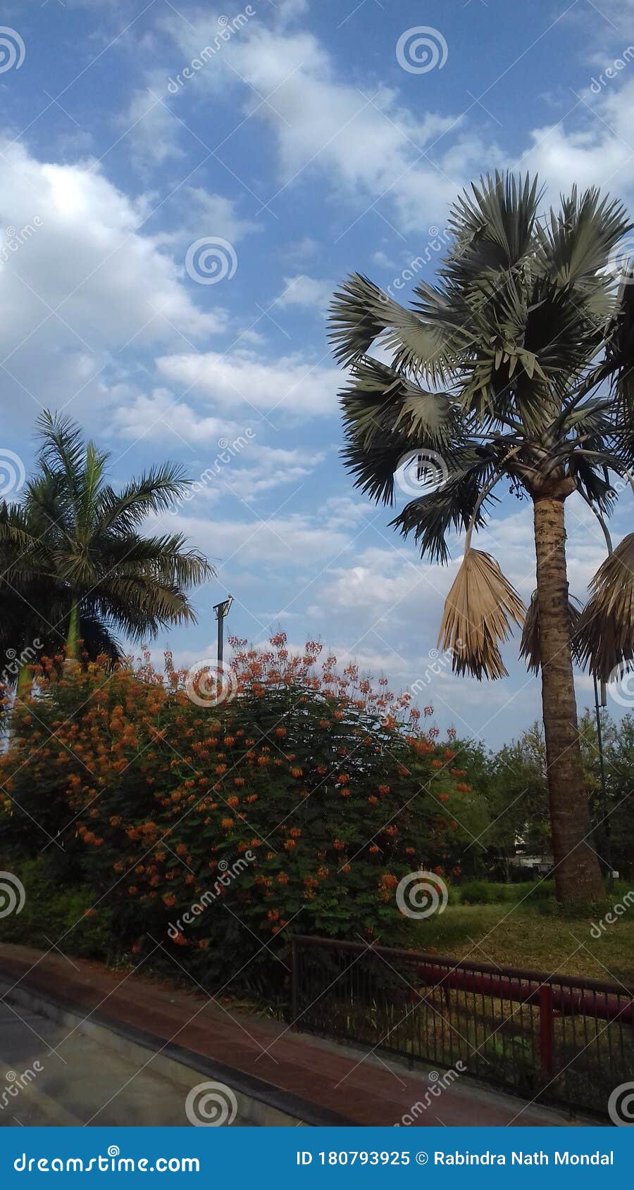 This is India Pump Tree with Sky .with Good Looking Flowers .sky. Blue ...