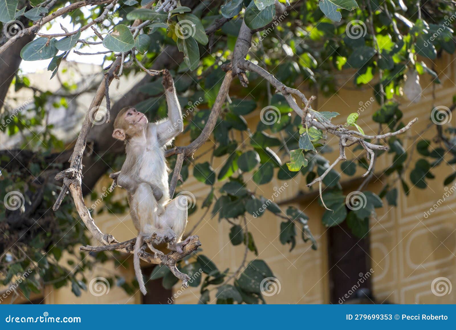 India, Rajasthan, Jaipur, Indian Monkeys Stock Image - Image of india ...