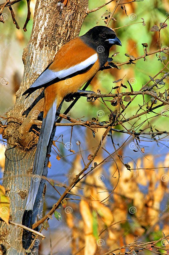 India, Ranthambore: bird stock image. Image of animal - 4882015