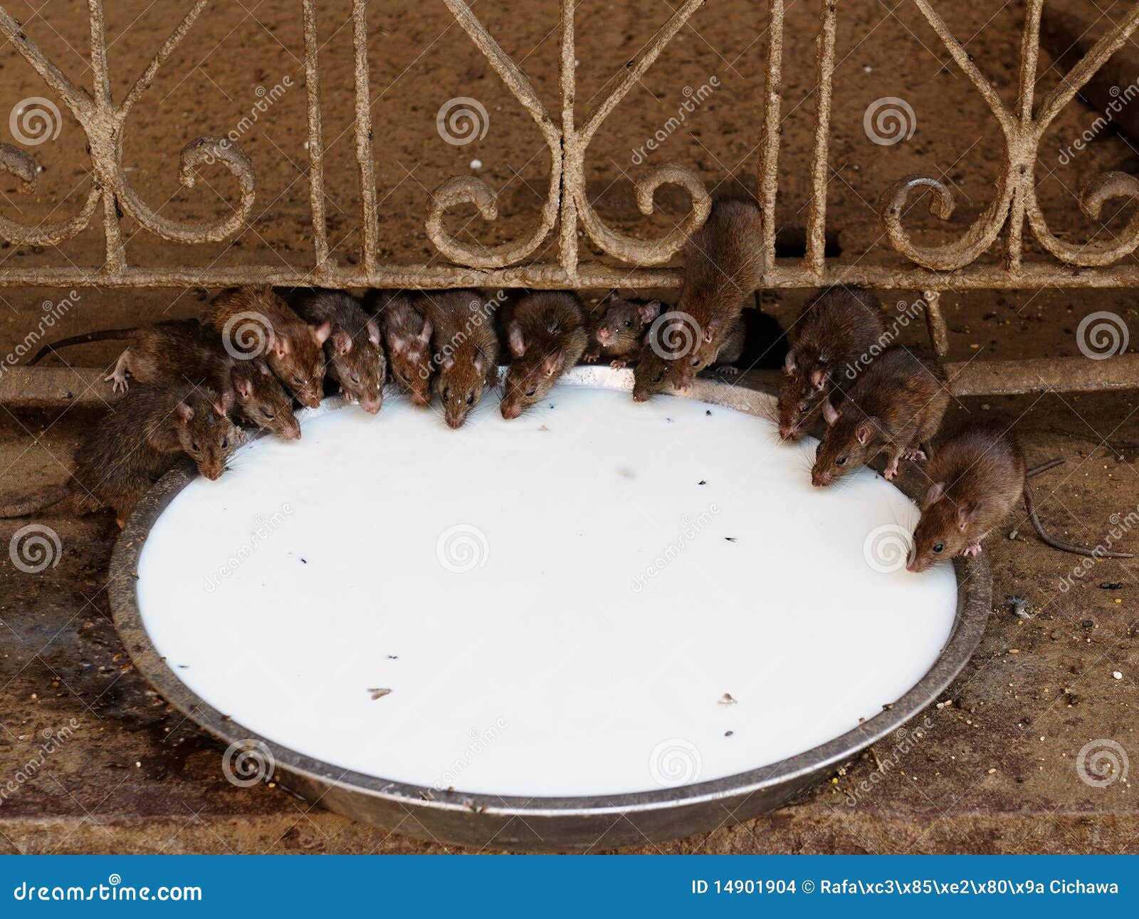 India - Rat temple stock photo. Image of indian, bowl - 14901904