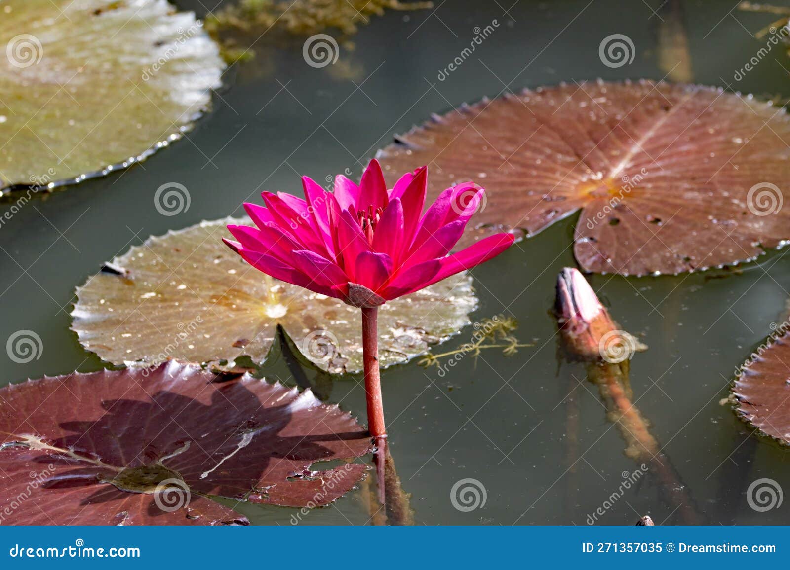 India Red Water Lily, Nymphaea Rubra Stock Image - Image of summer ...