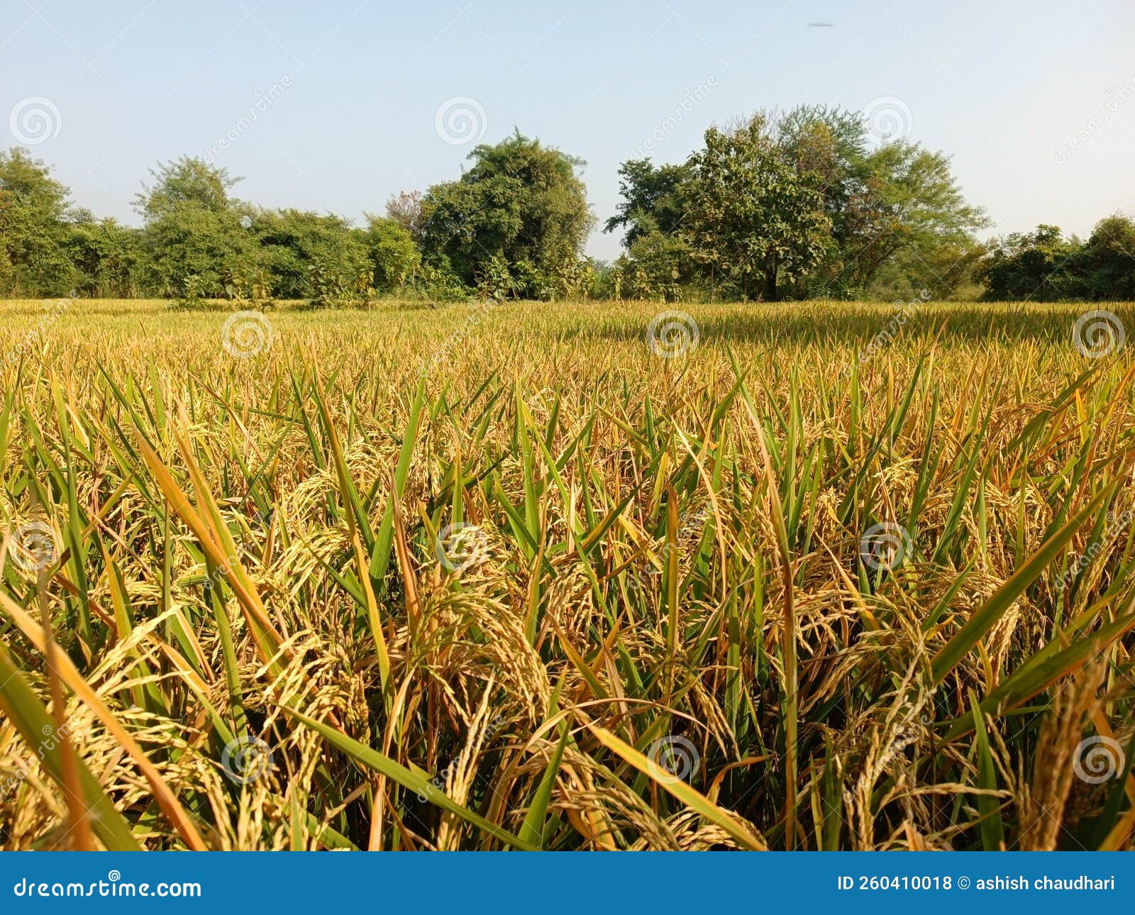 A india rice farming stock photo. Image of agriculture - 260410018