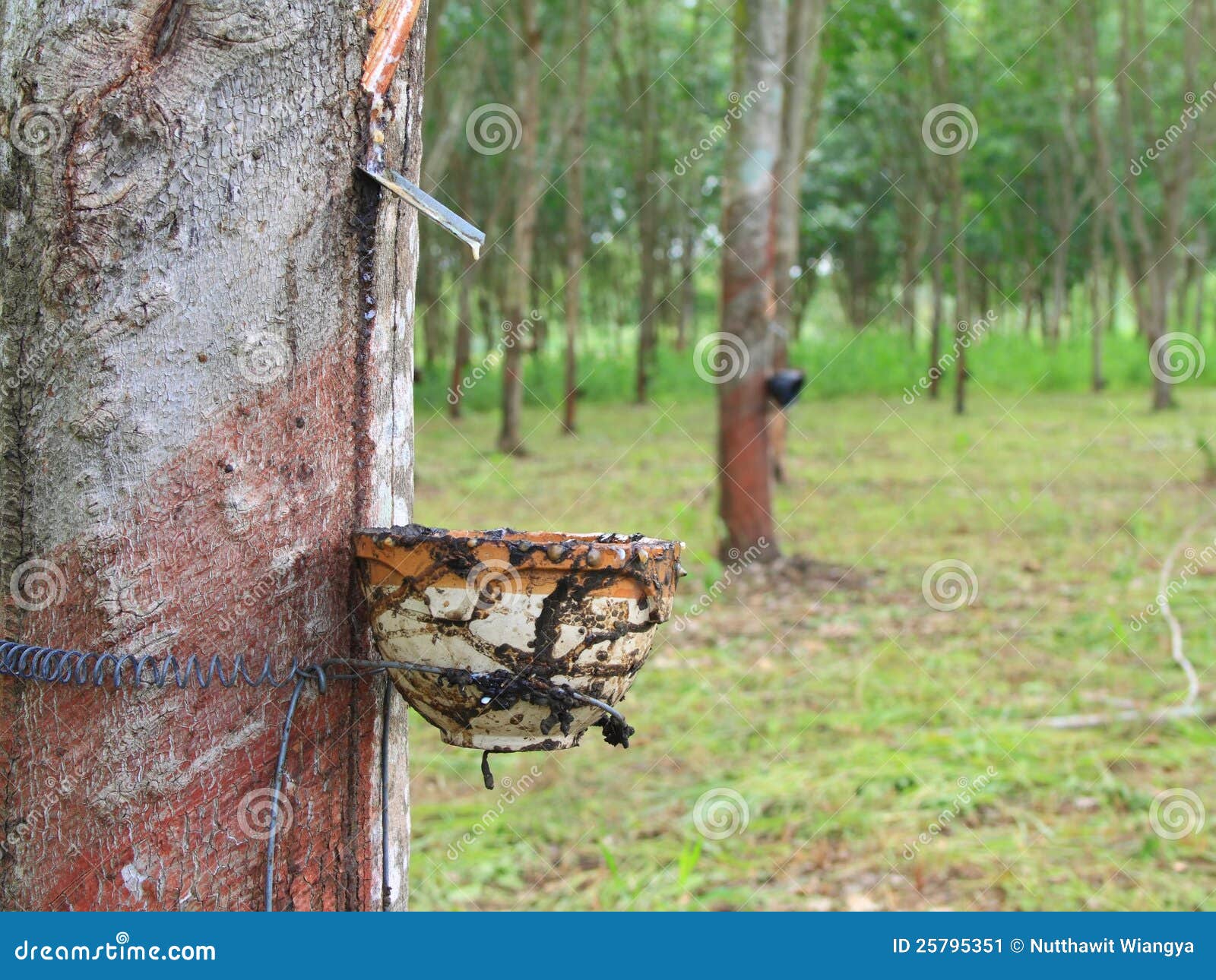 India rubber tree stock image. Image of natural, asia - 25795351