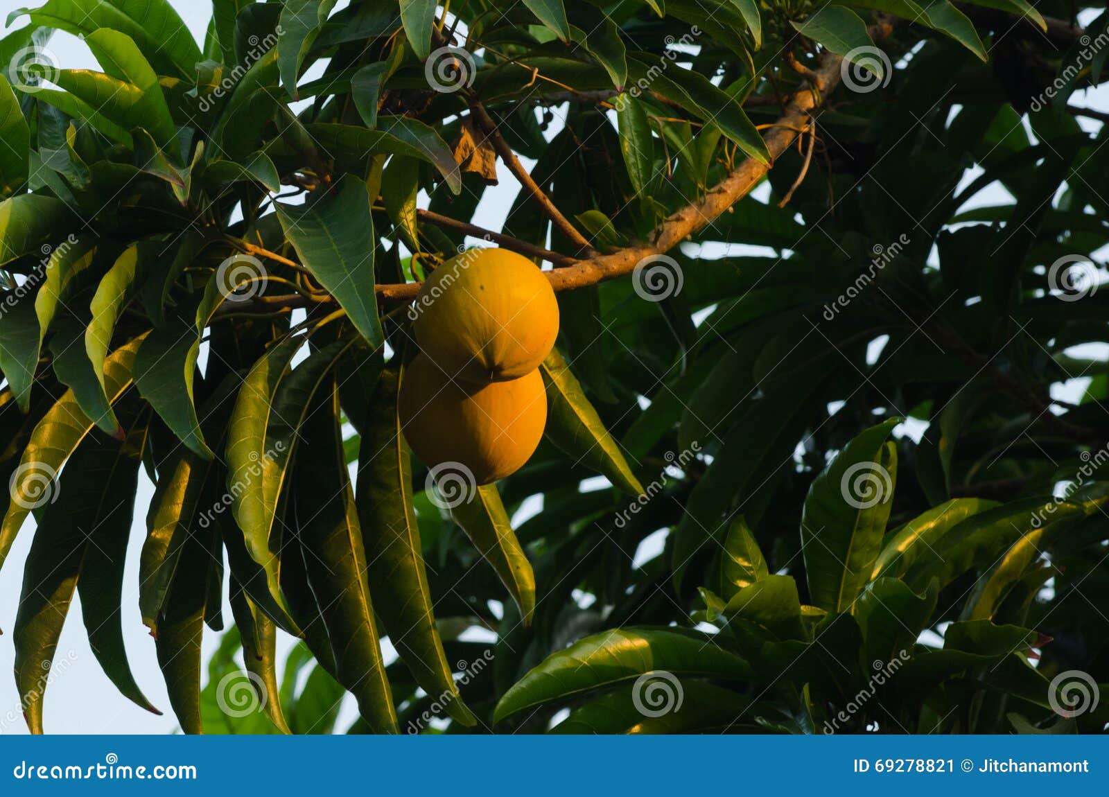 India Sapodilla Fruit on Tree Stock Image - Image of plant, leaf: 69278821