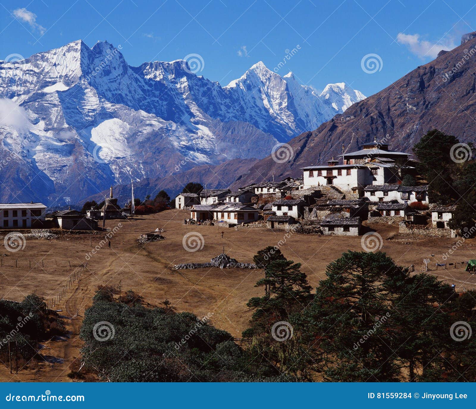 India stock photo. Image of paddock, indian, brown, outdoors - 81559284