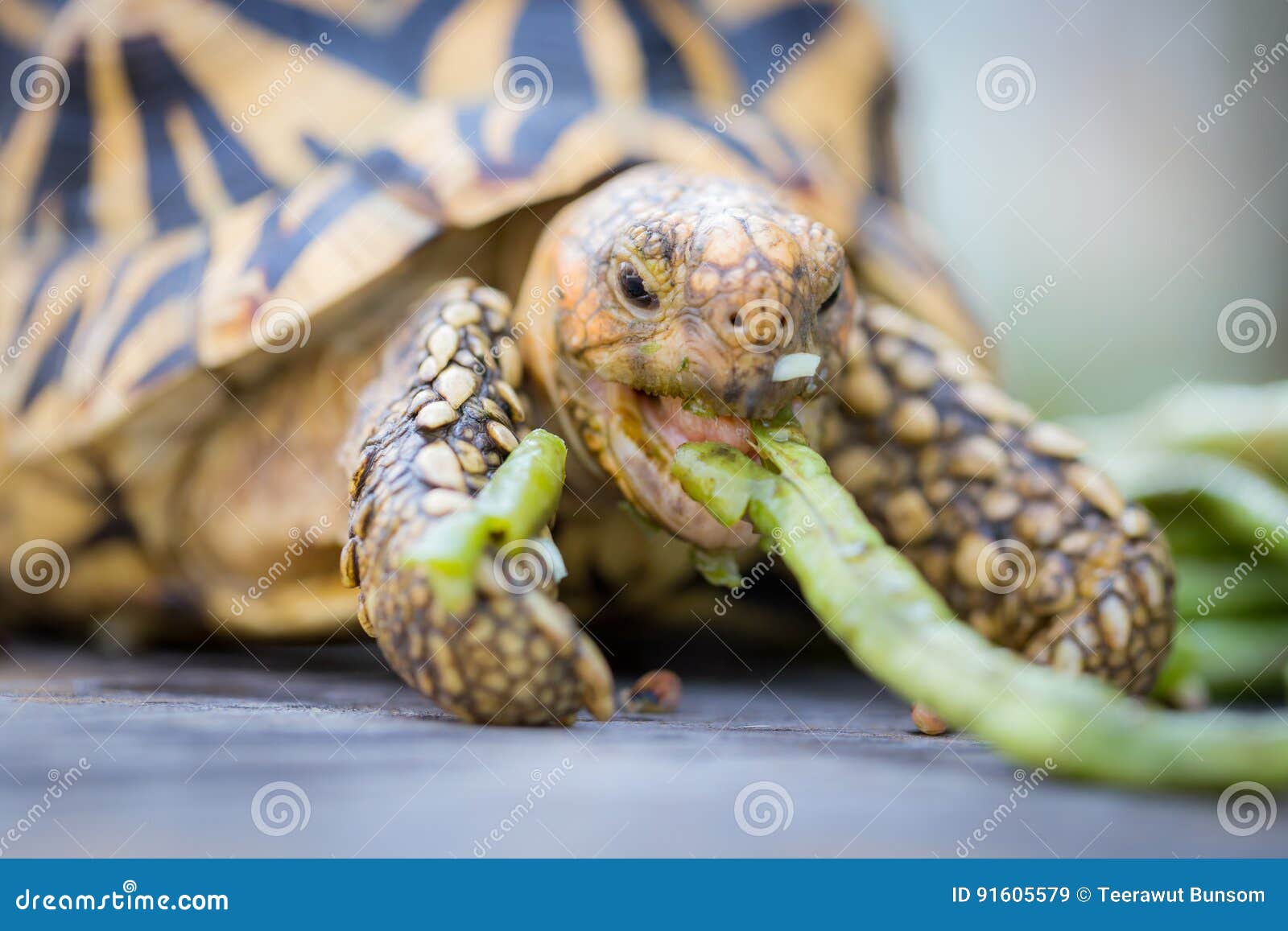 India or star turtle stock image. Image of wildlife, wildness - 91605579