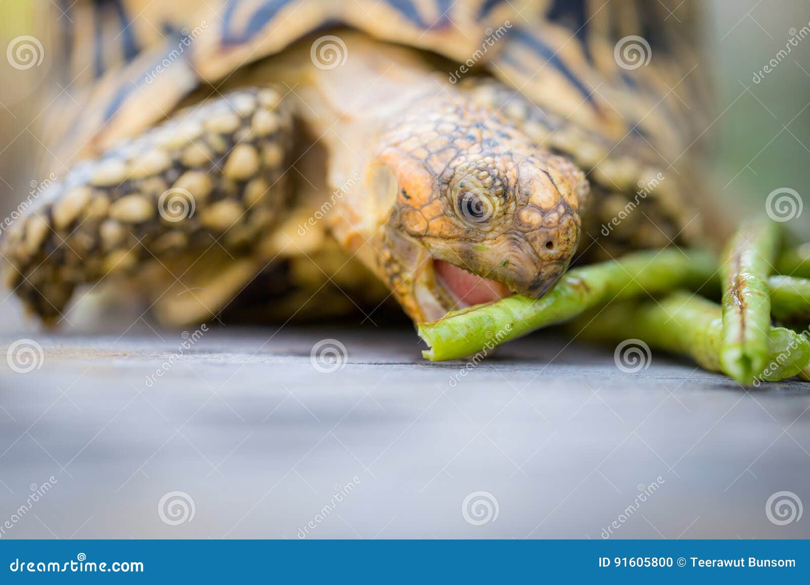 India or star turtle stock photo. Image of closeup, texture - 91605800