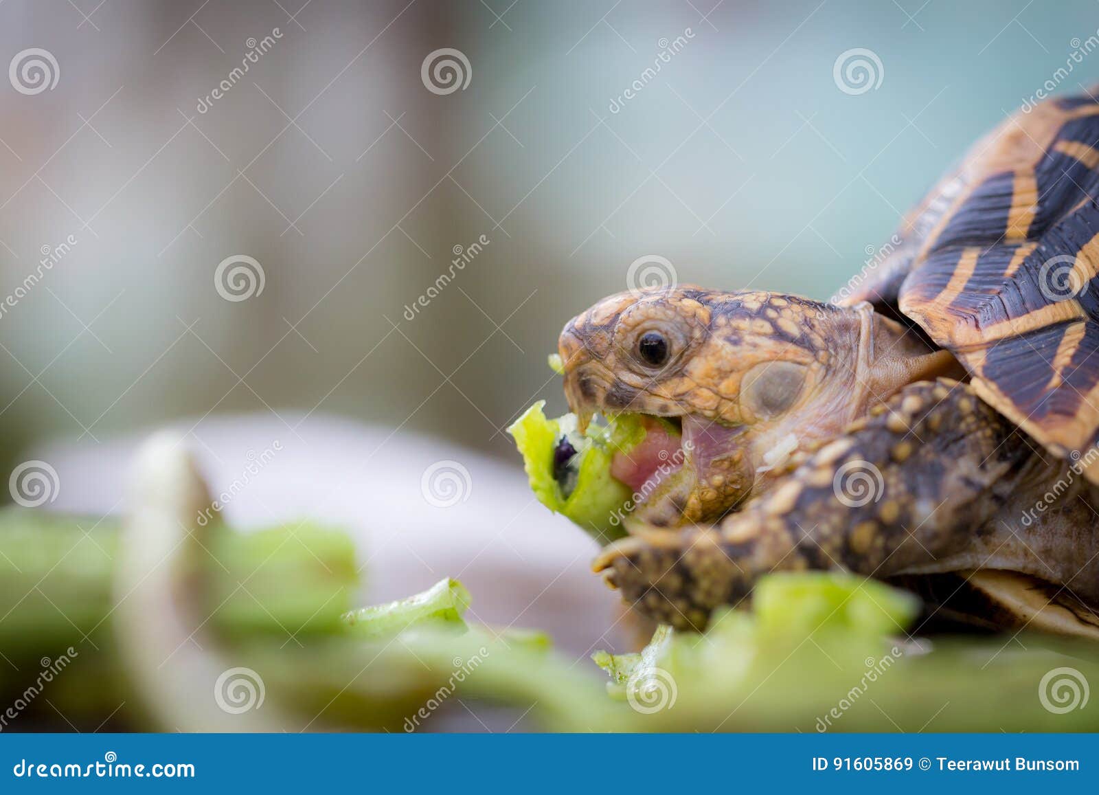 India or star turtle stock image. Image of pattern, wild - 91605869
