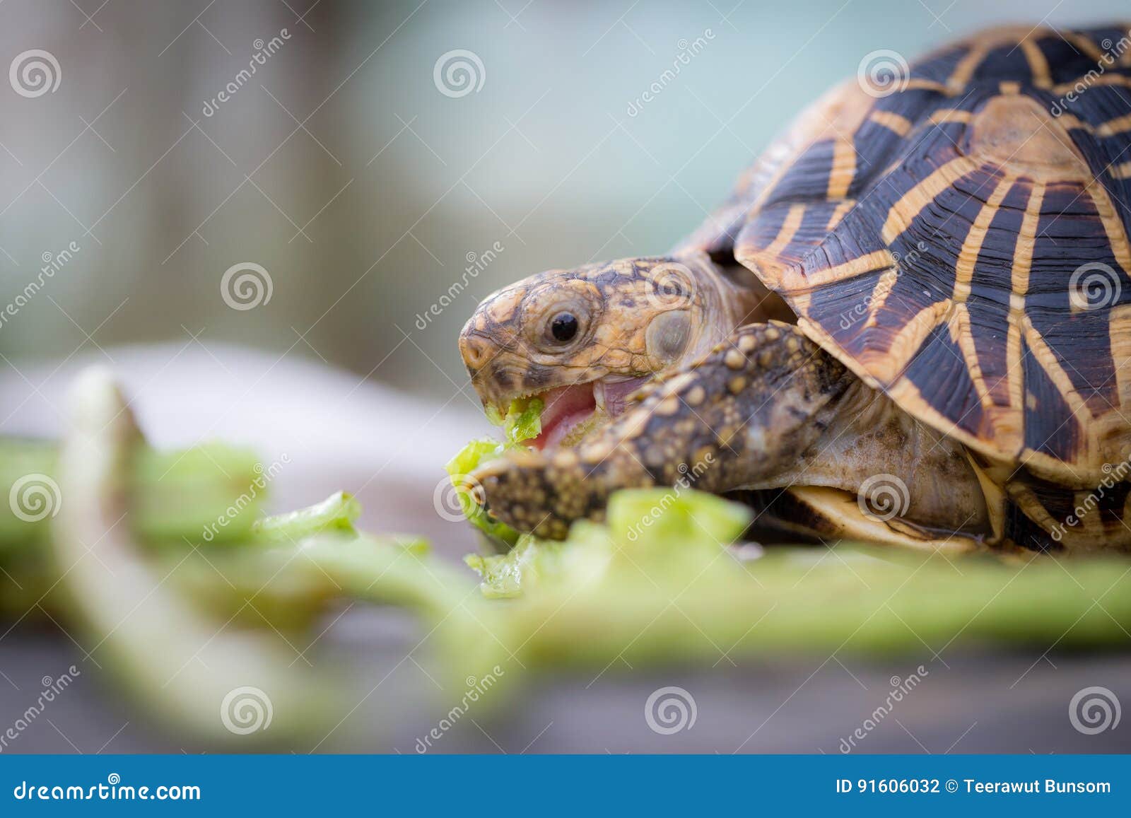 India or star turtle stock photo. Image of india, pattern - 91606032