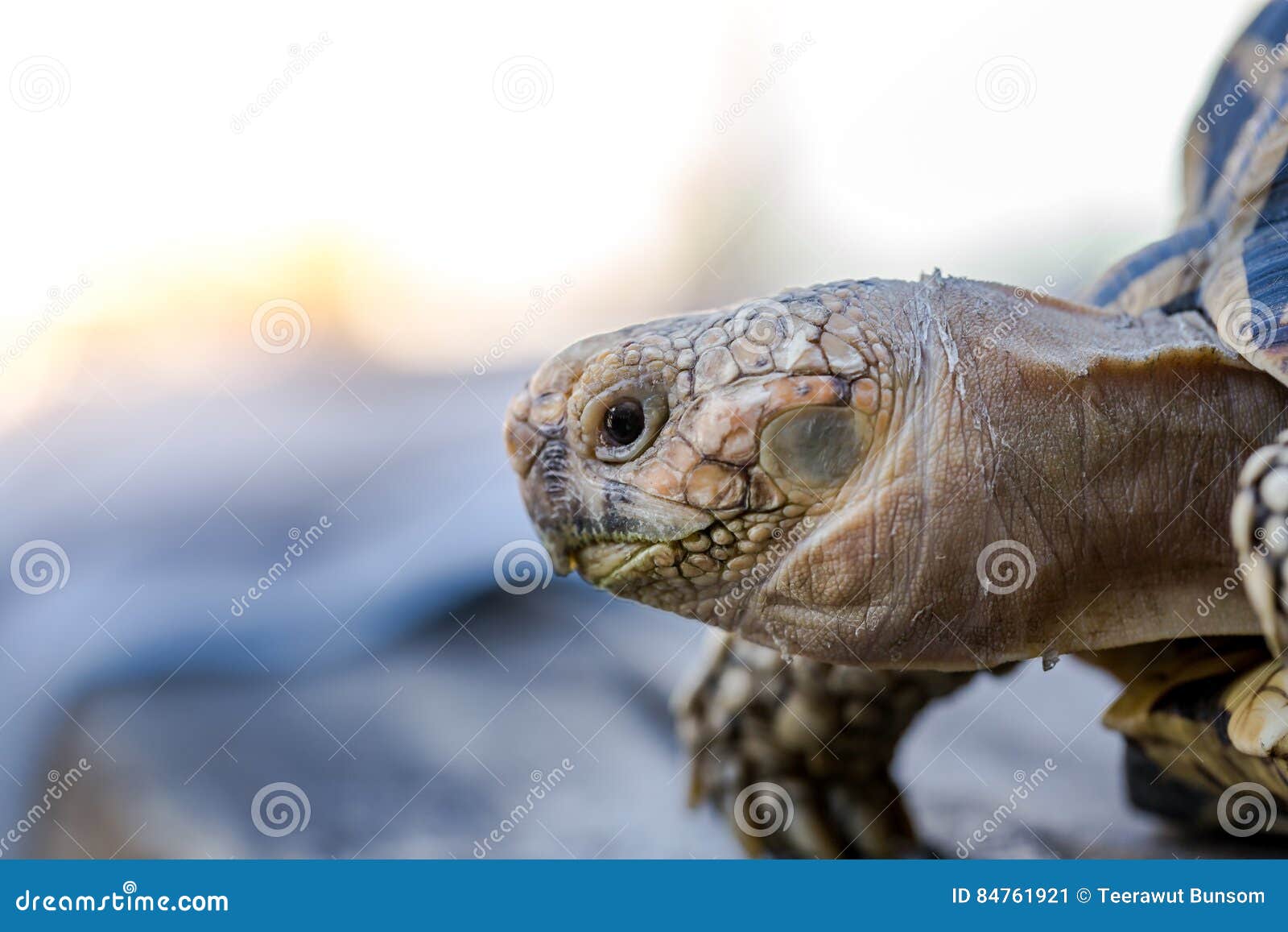 India turtle stock image. Image of wildness, mammal, india - 84761921