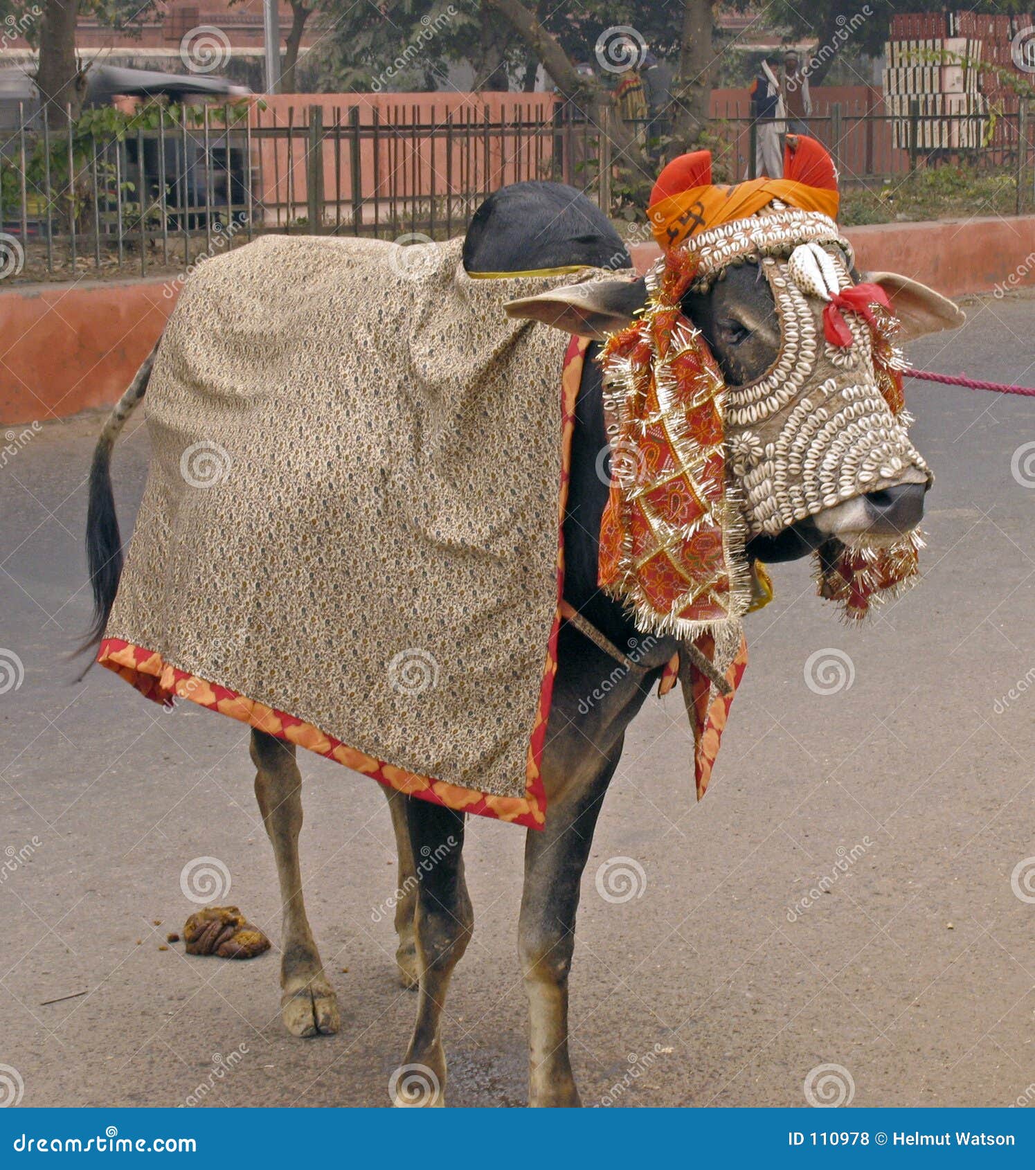 India - vaca sagrada foto de stock. Imagem de gado, sagrado - 110978