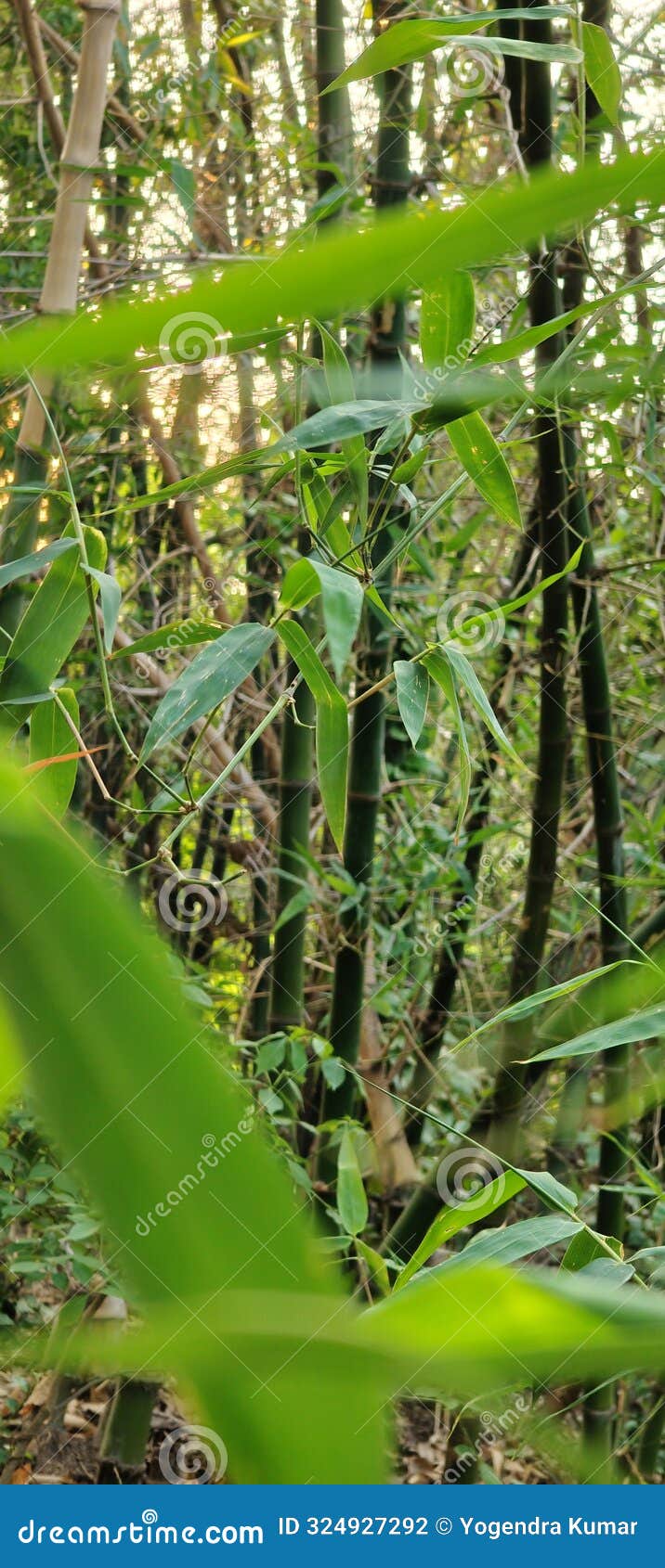 Indiad bombu tree stock photo. Image of fish, temple - 324927292