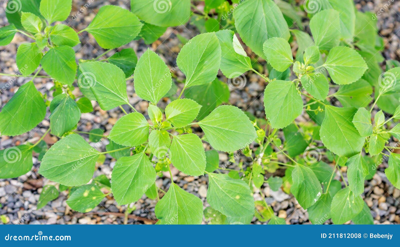 Indian Acalypha Plant in the Garden Stock Photo - Image of small ...