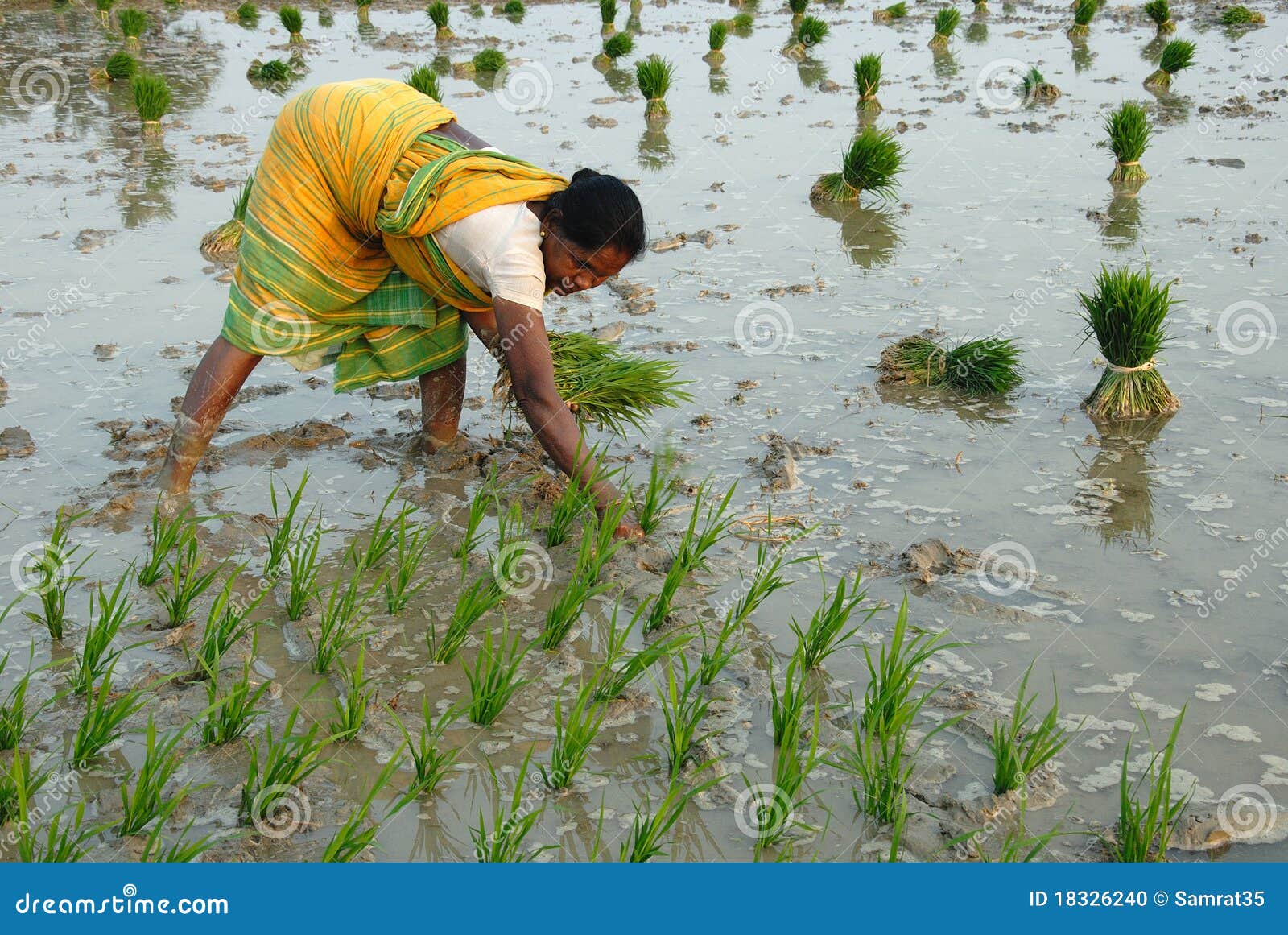 Indian Agriculture editorial image. Image of paddy, india - 18326240