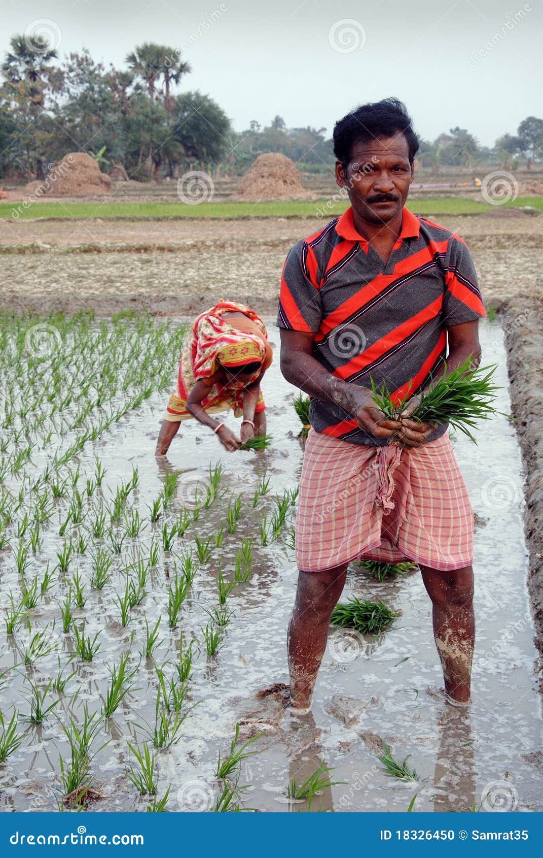 Indian agriculture editorial image. Image of asia, poverty - 18326450