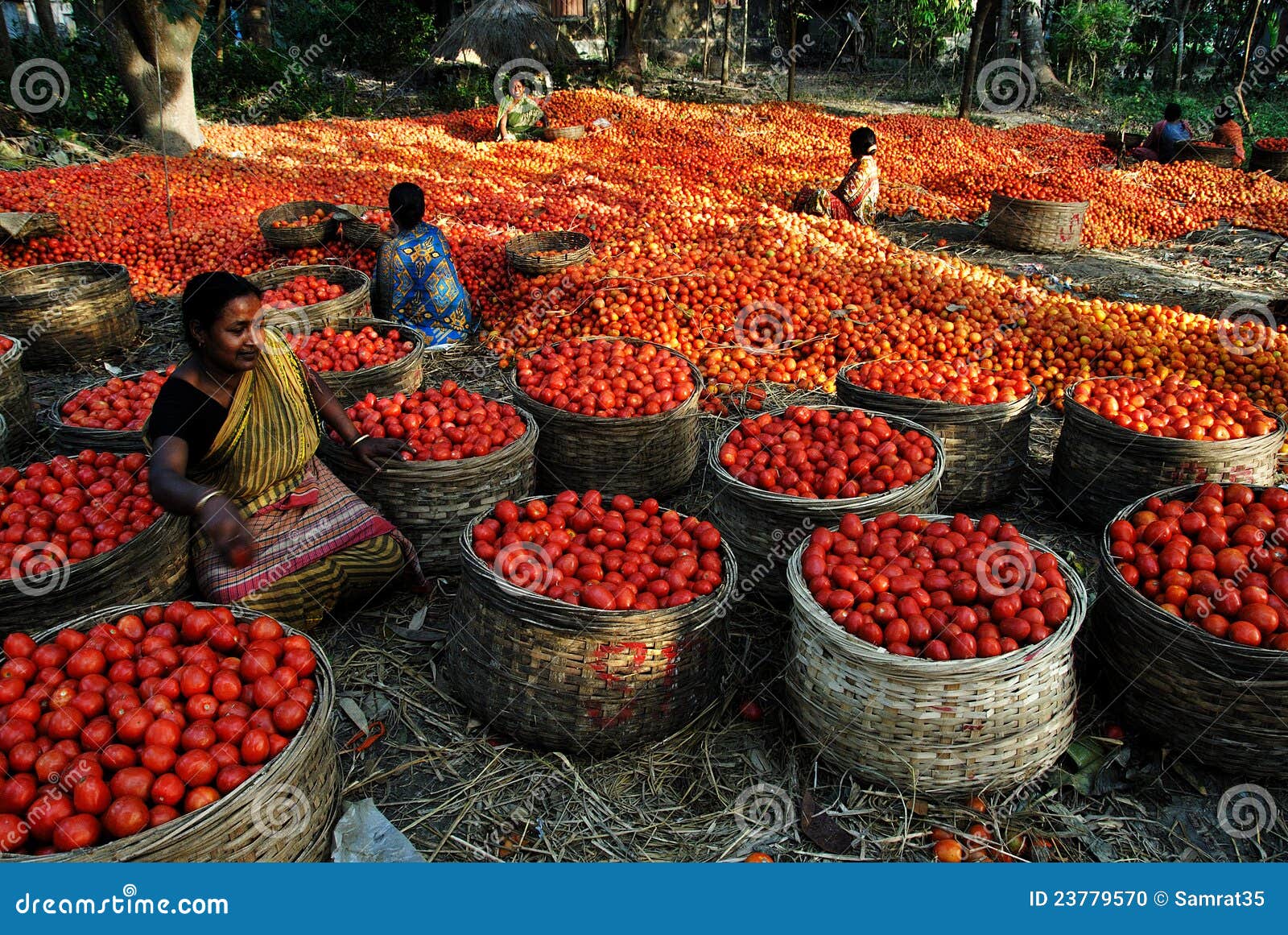 Indian Agriculture editorial image. Image of farming - 23779570