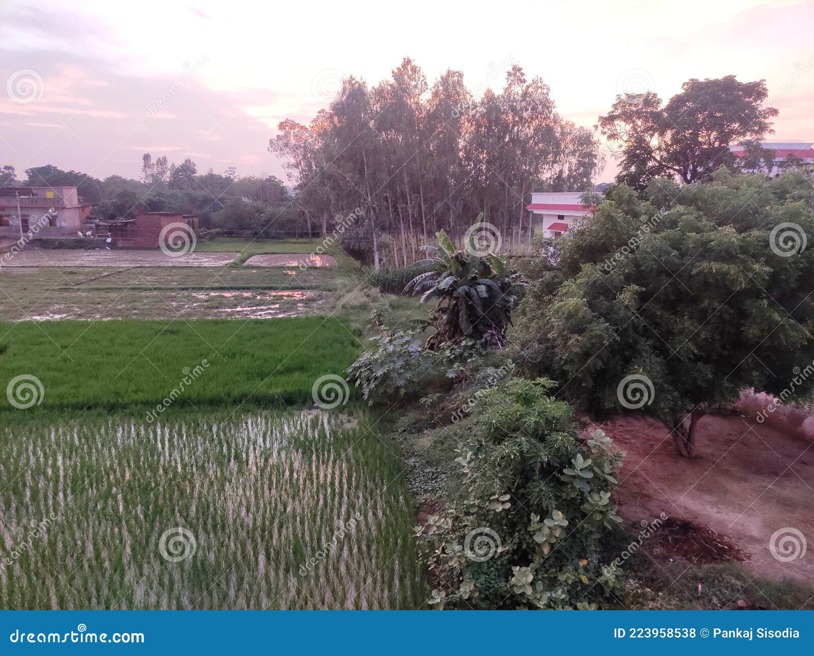 Indian Agriculture Growing a Rice in Farm Stock Photo - Image of rice ...