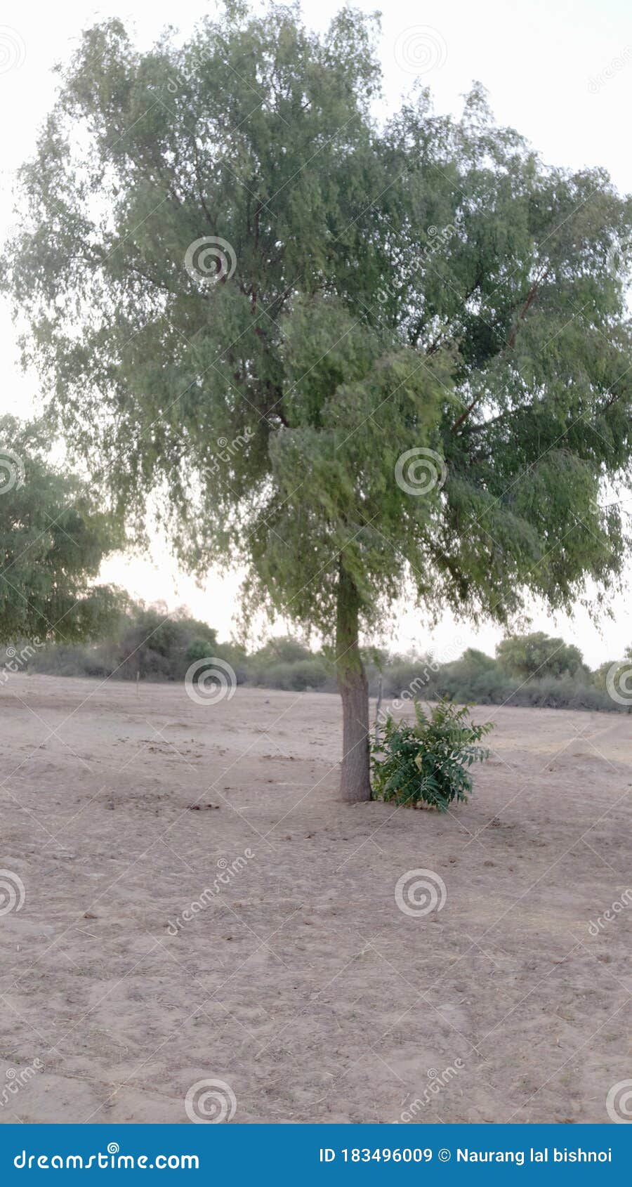 Indian Agriculture Tree and Rural Trees Best Picture Stock Image ...