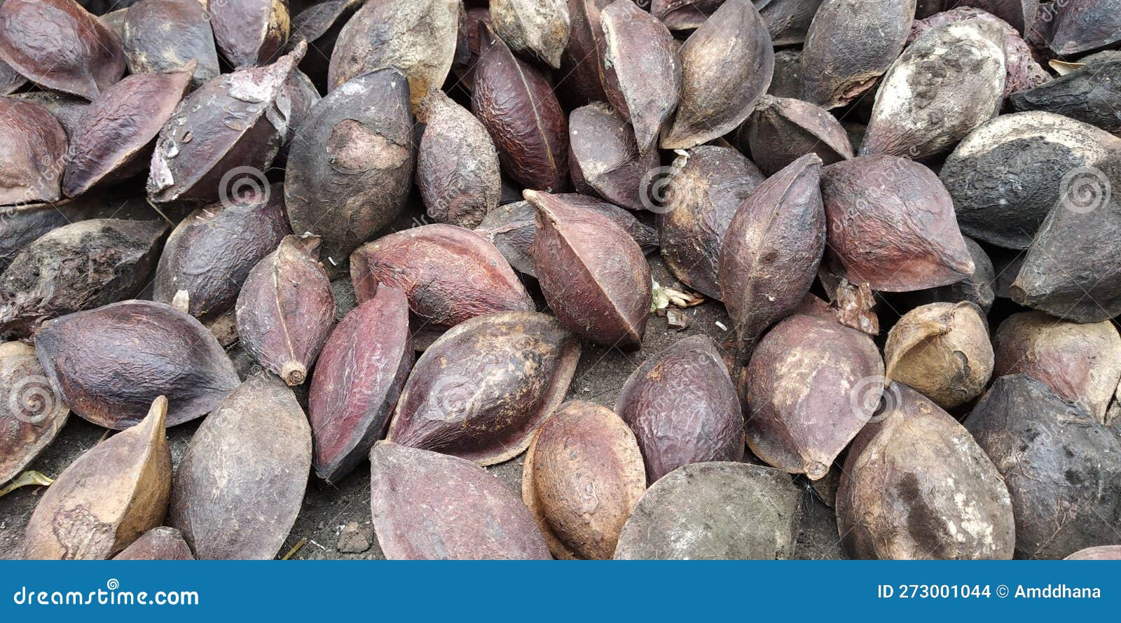 Almond with Shell or Prunus Amygdalus and Prunus Dulcis Stock Photo ...