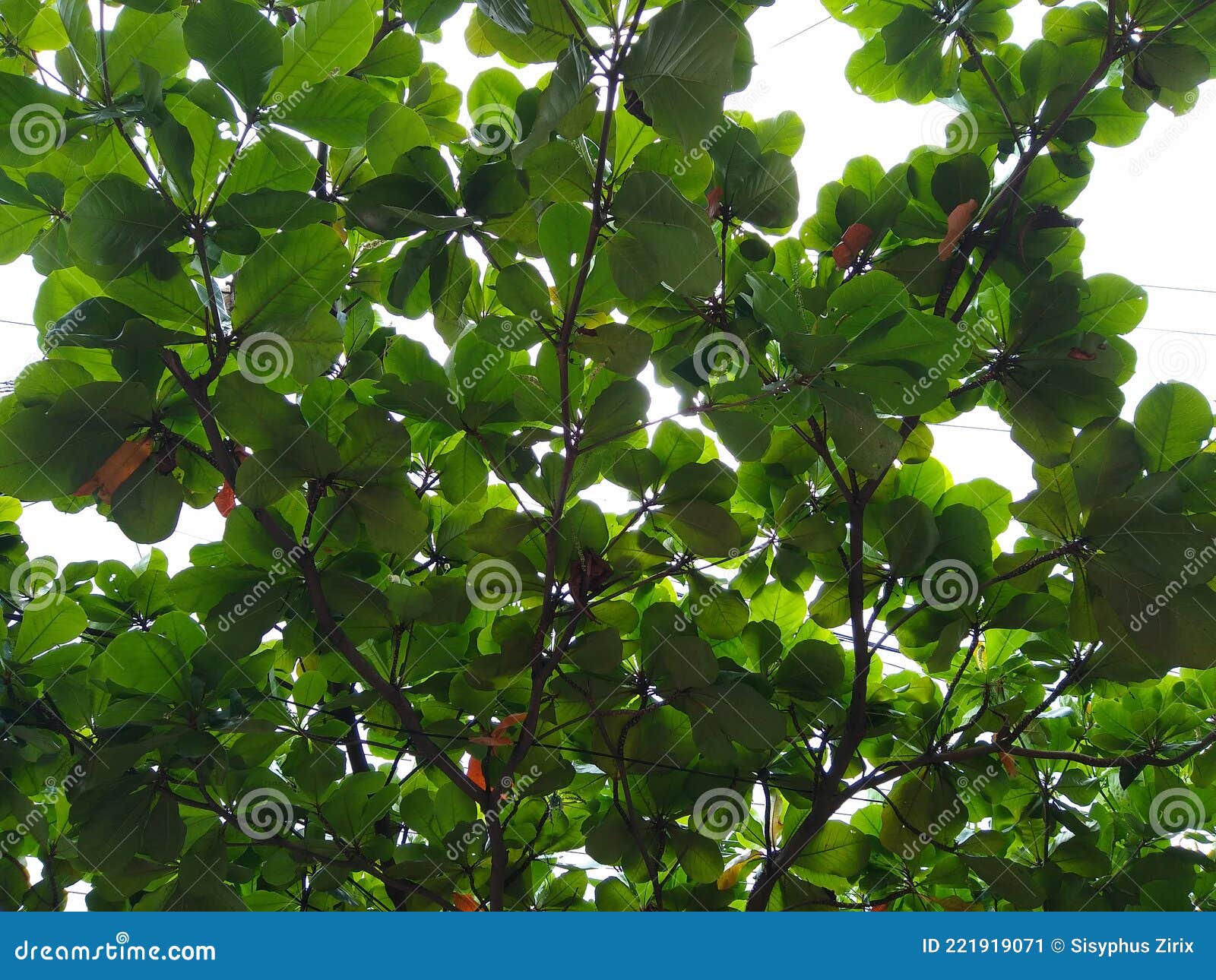 Indian Almond (Terminalia Catappa) or Beach Almond Tree Stock Image ...