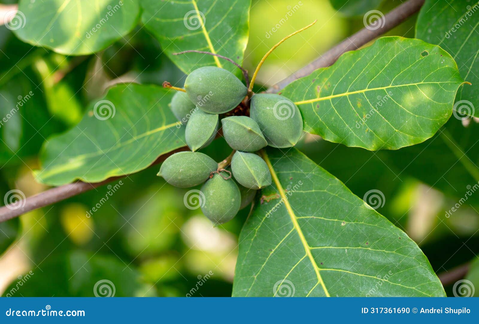 Indian Almonds on the Tree. Close-up Stock Photo - Image of nature ...