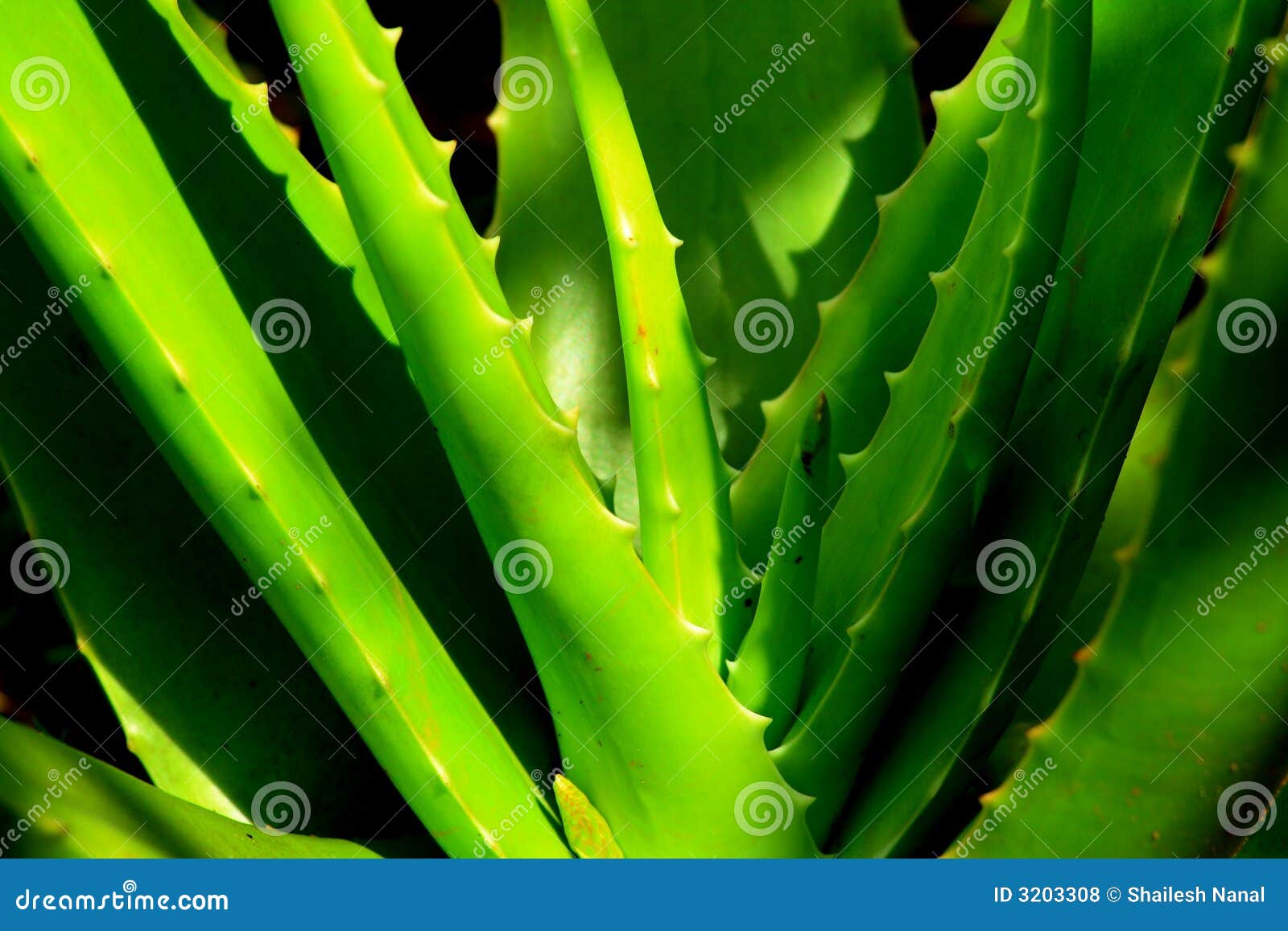Indian Aloe Vera Plant-II stock photo. Image of superb - 3203308